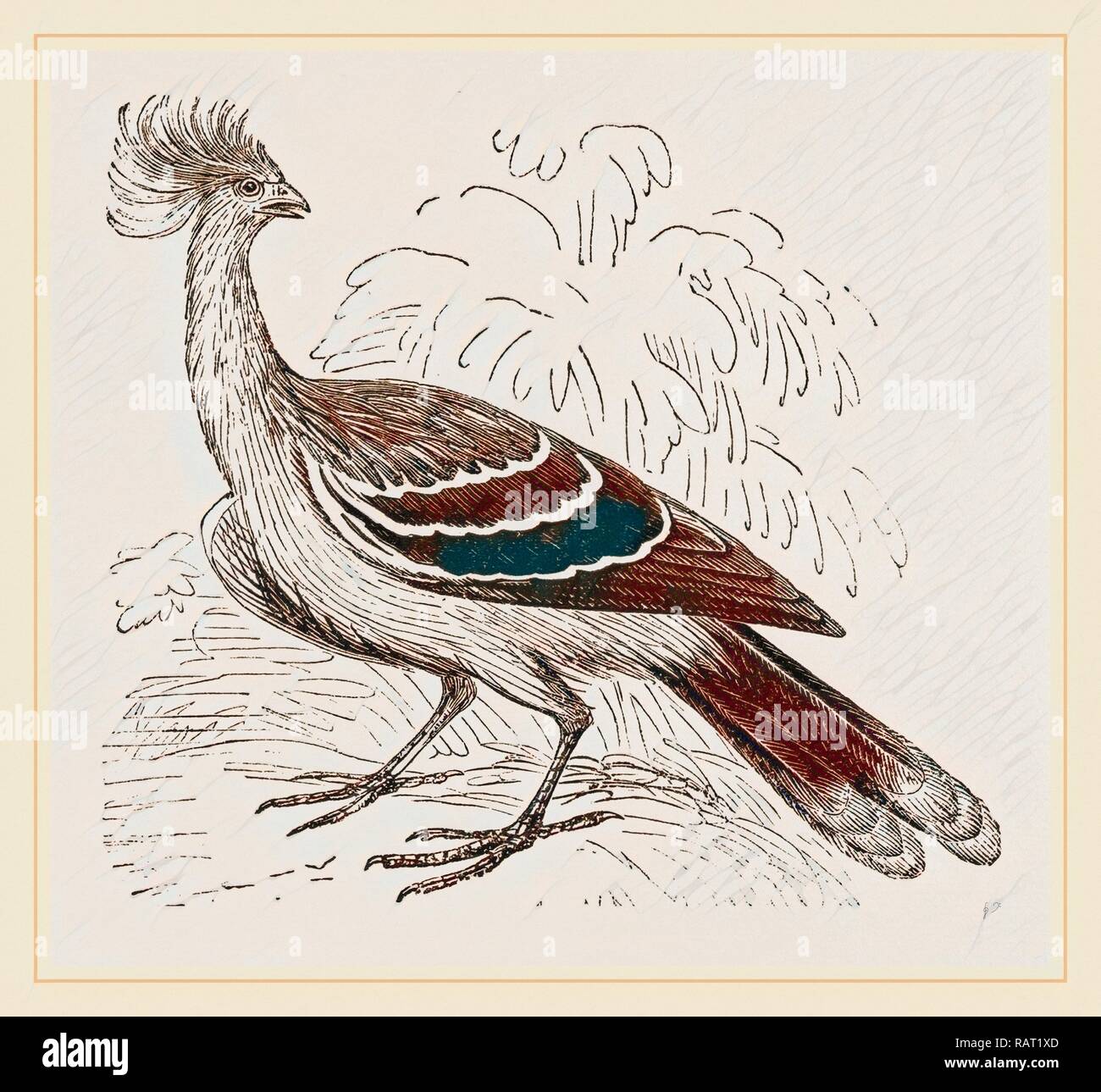 Hoatzin. Reimagined by Gibon. Classic art with a modern twist ...