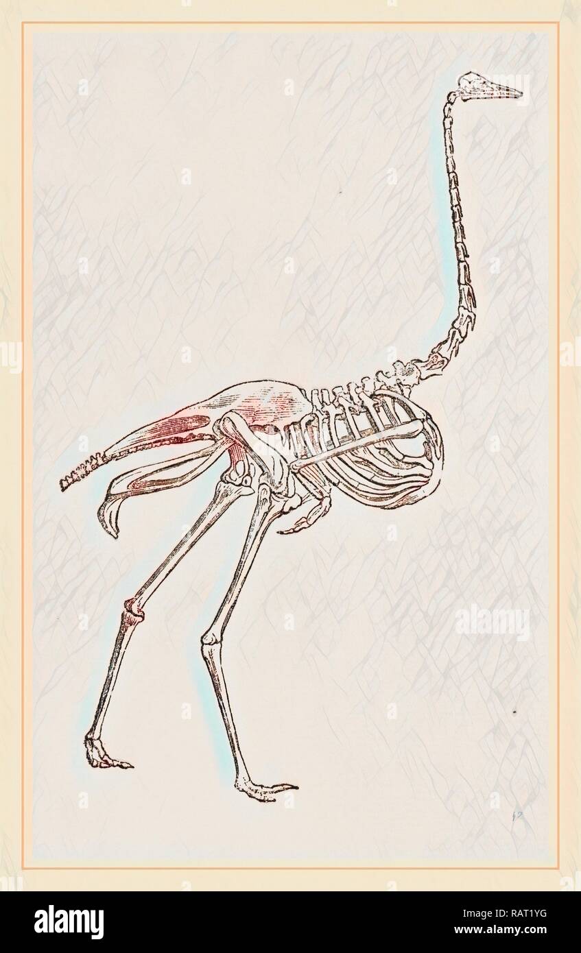 Skeleton of Ostrich. Reimagined by Gibon. Classic art with a modern ...