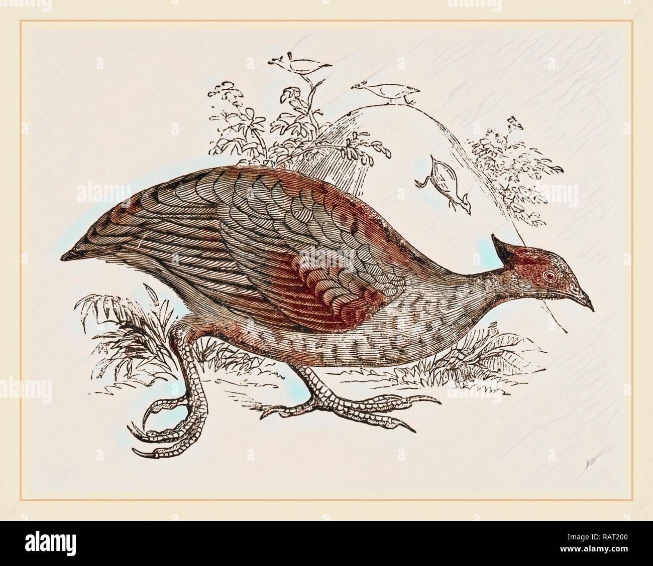 Mound making Megapode. Reimagined by Gibon. Classic art with a modern ...