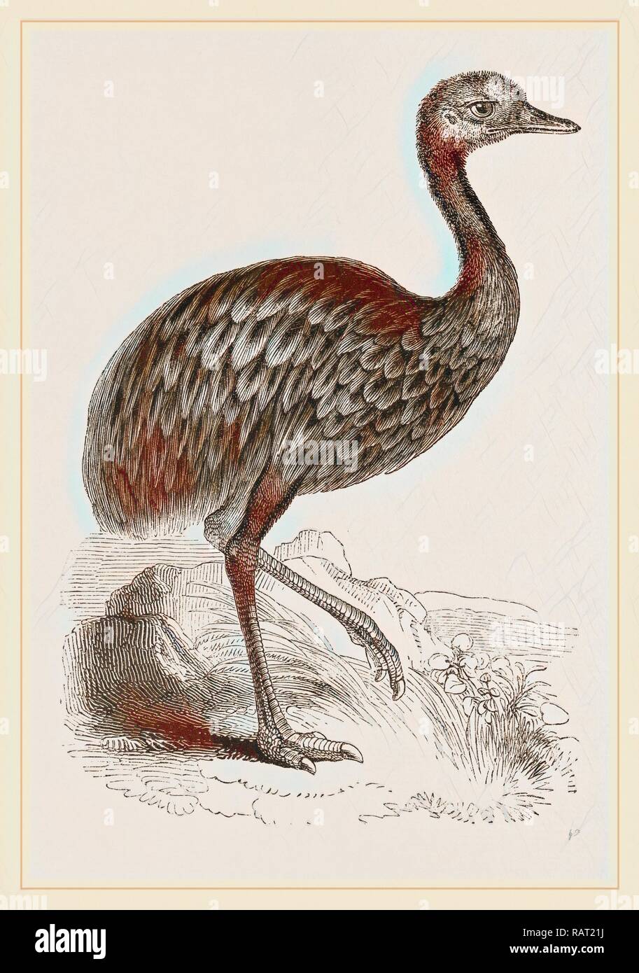 Darwin's Rhea. Reimagined by Gibon. Classic art with a modern twist ...