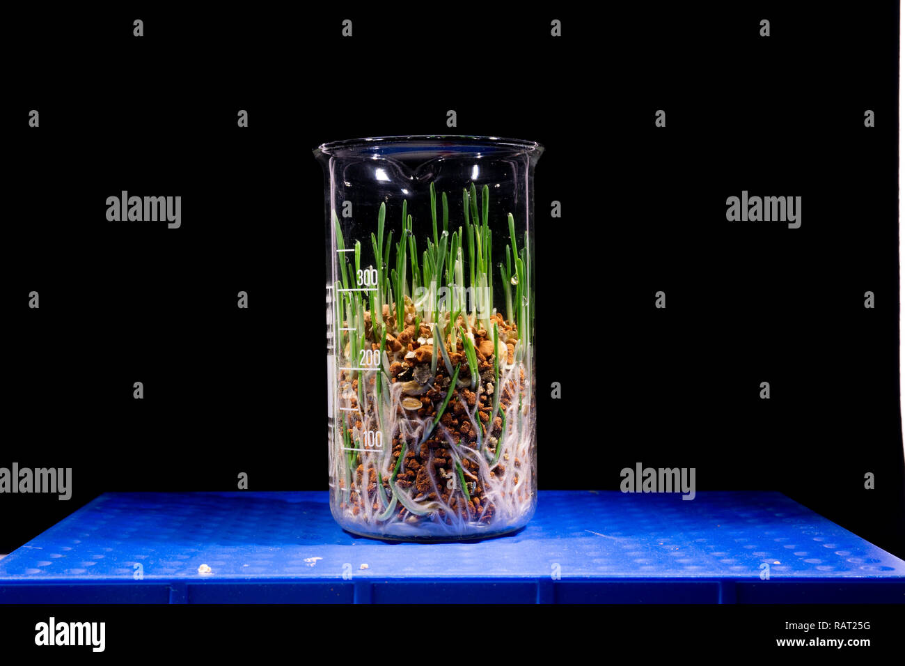 Green plant in GMO laboratory Stock Photo - Alamy