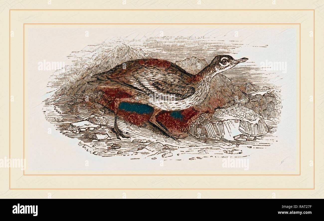 Commen Thick-knee. Reimagined by Gibon. Classic art with a modern twist ...