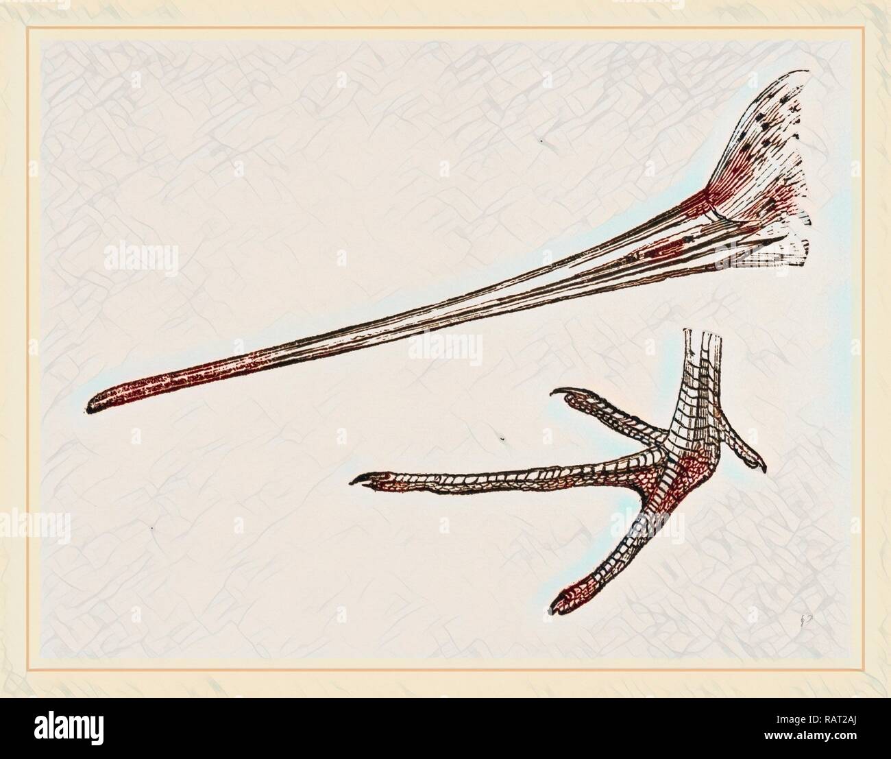 Beak and Foot of Black-tailed Godwit. Reimagined by Gibon. Classic art ...