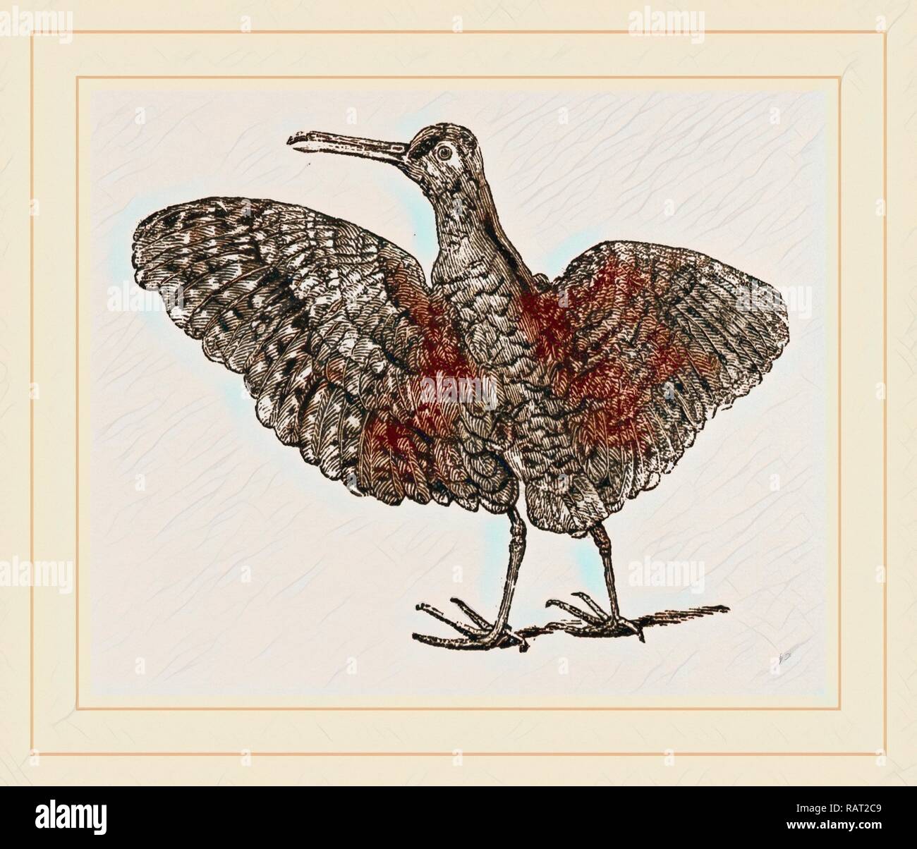 African painted Snipe. Reimagined by Gibon. Classic art with a modern ...
