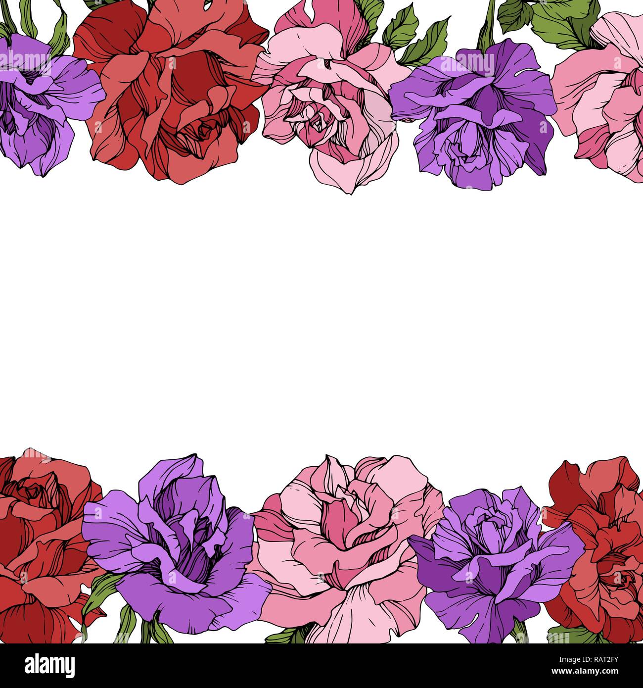 Vector Rose floral border on white background. Floral botanical flower ...