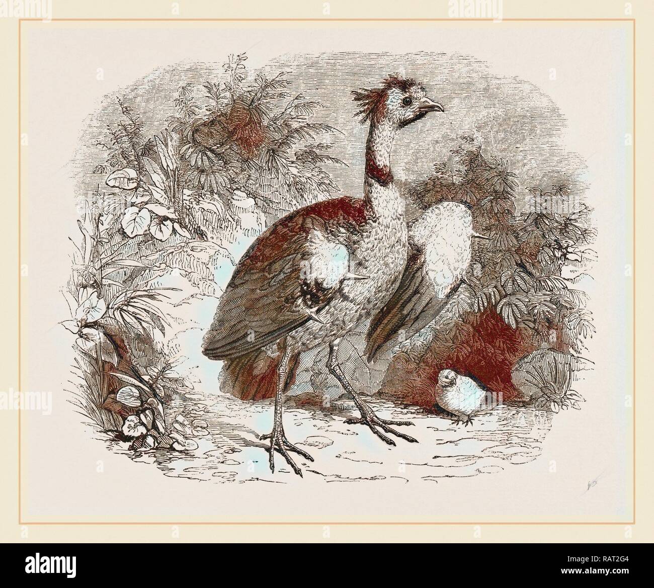 Crested Screamer and Young. Reimagined by Gibon. Classic art with a ...