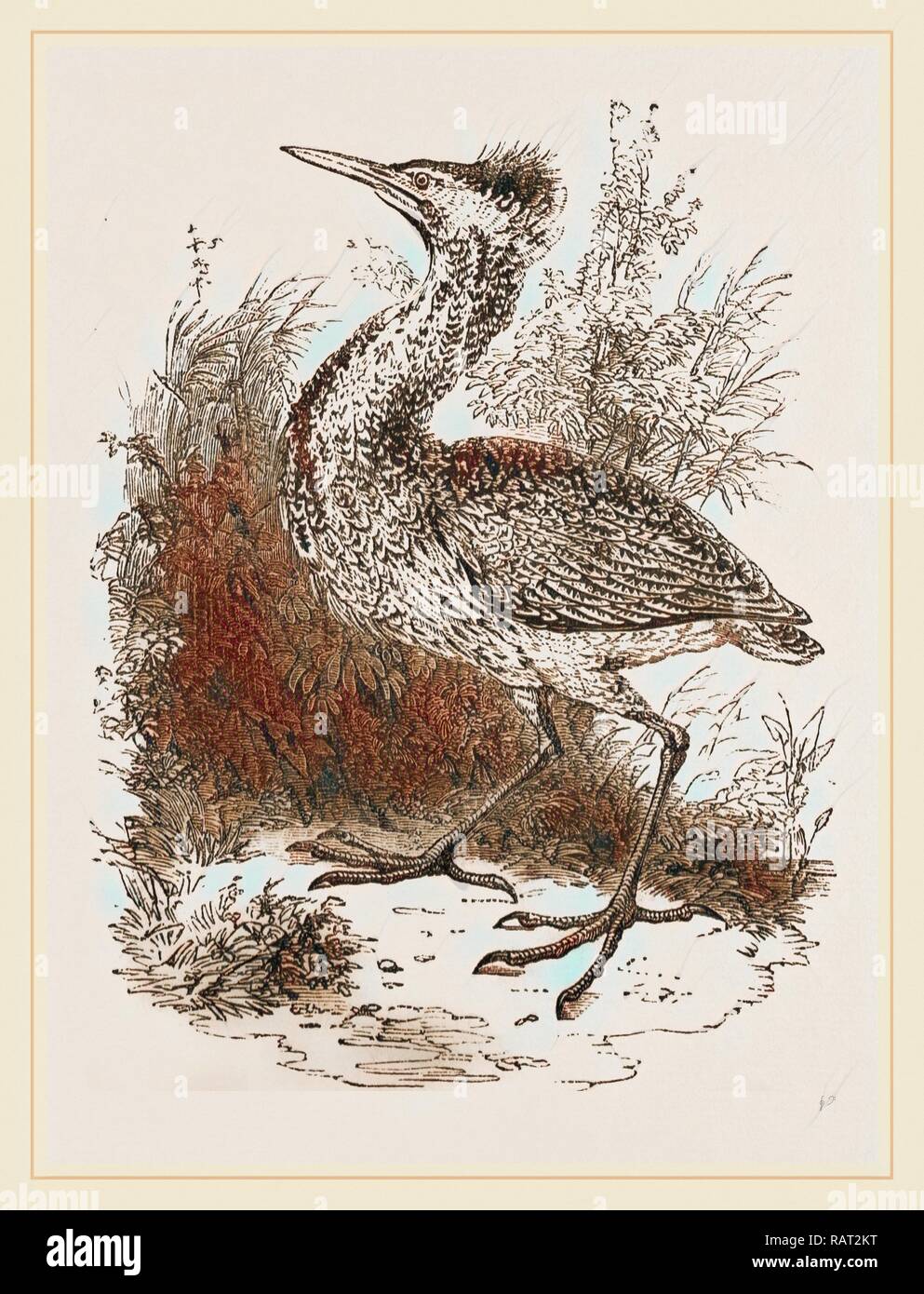 Bittern. Reimagined by Gibon. Classic art with a modern twist ...