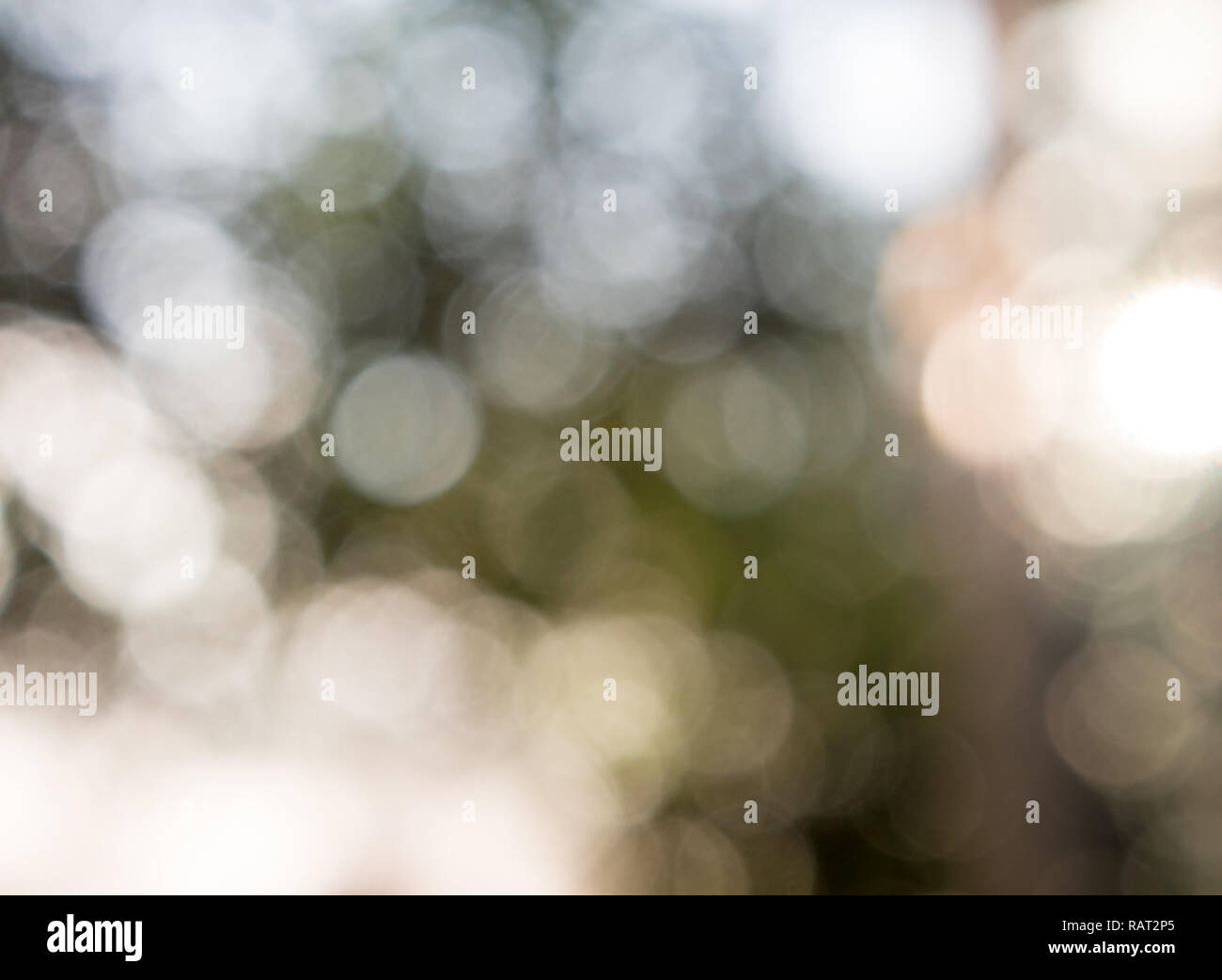 Trees and green leaves background in blur focus Stock Photo - Alamy