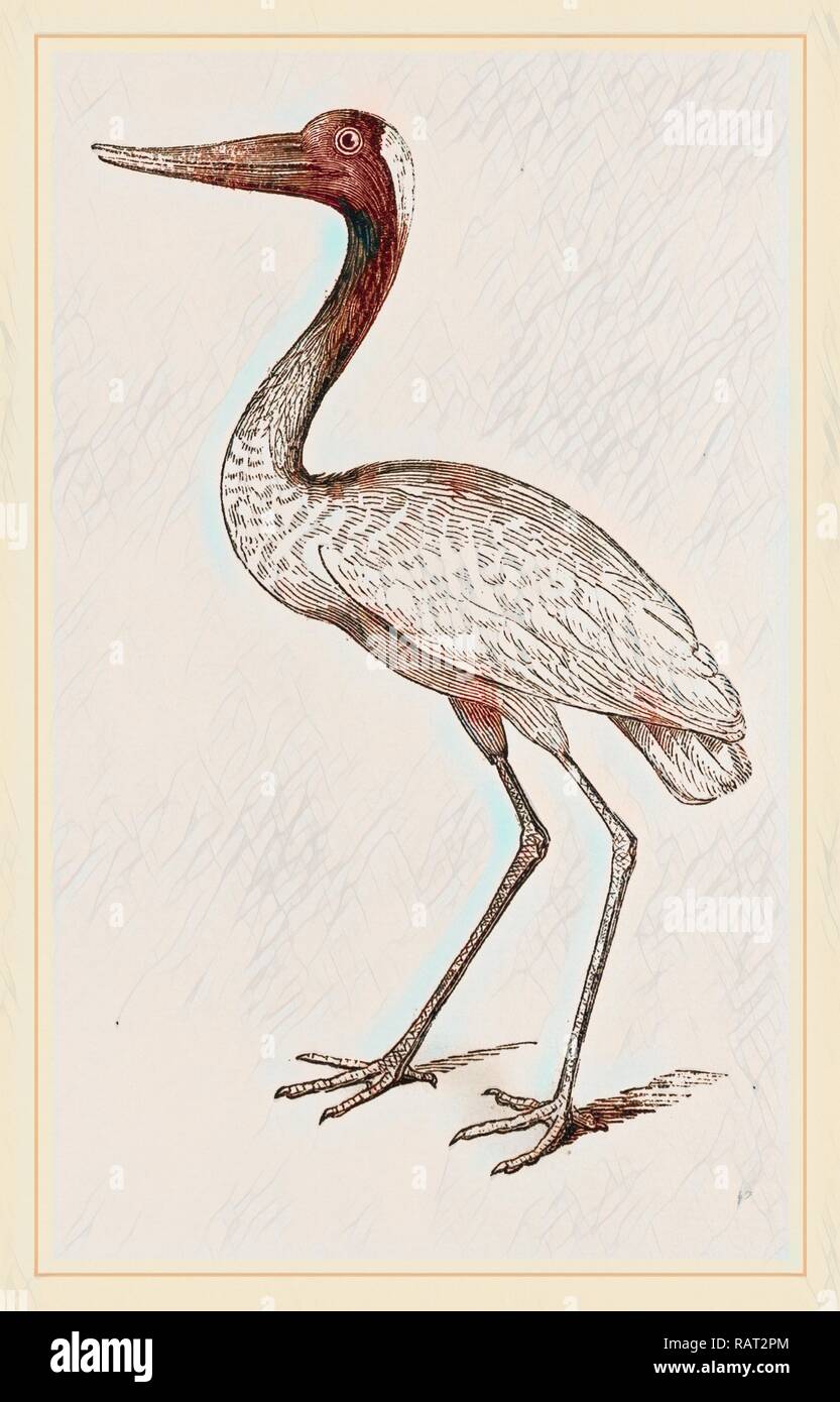 Jabiru. Reimagined by Gibon. Classic art with a modern twist reimagined ...