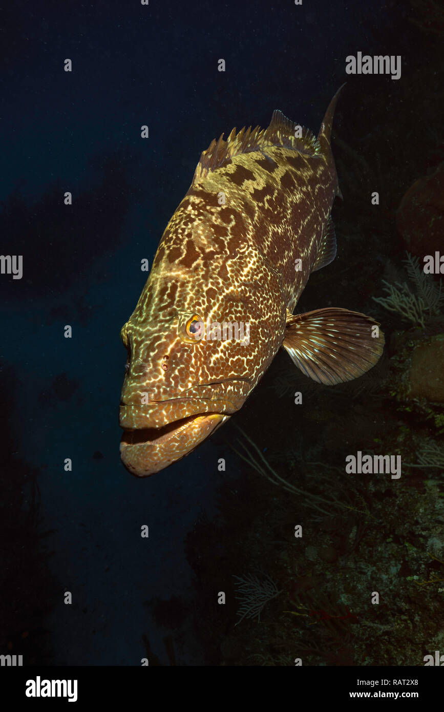 Black Grouper (Mycteroperca bonaci) at Boca de la Piedra, Jardines de ...
