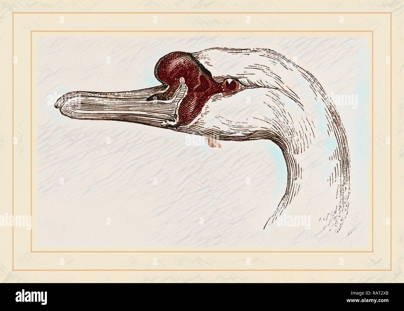 Head of Tame Swan. Reimagined by Gibon. Classic art with a modern twist ...