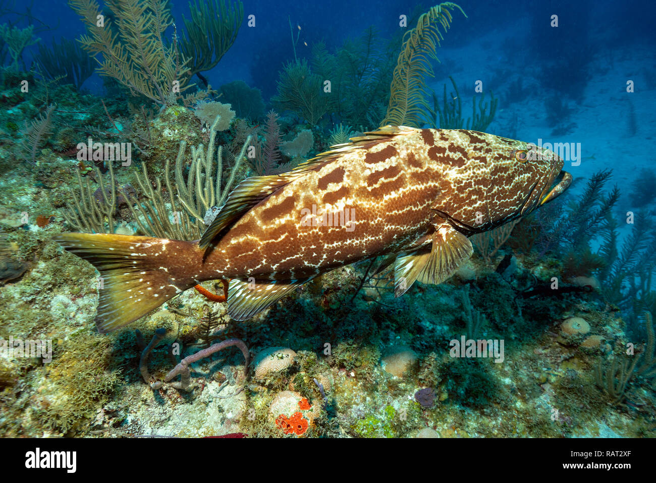 Cuba cabeza de la cubera hi-res stock photography and images - Alamy