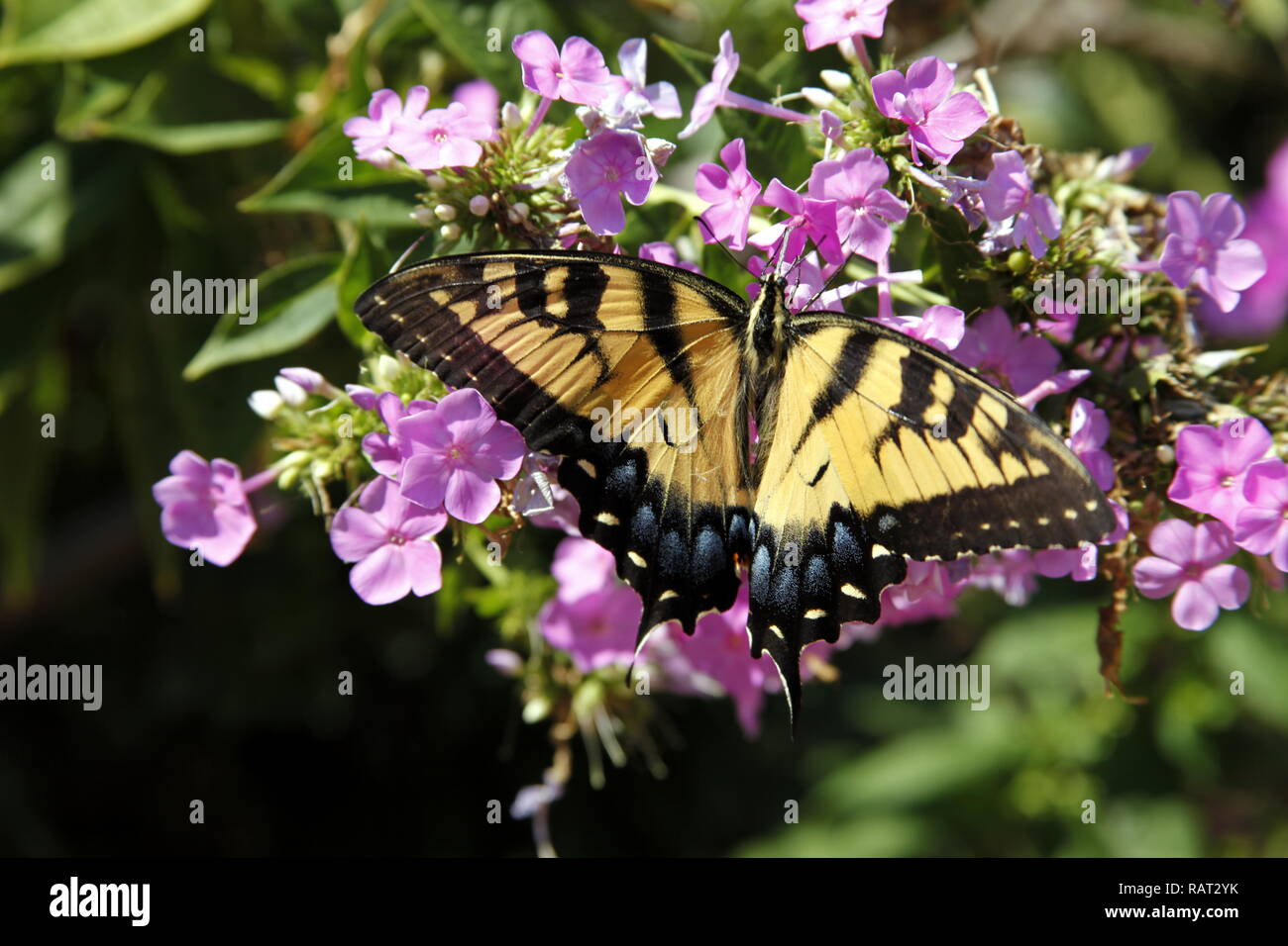 Female eastern tiger swallowtail butterfly hi-res stock photography and ...
