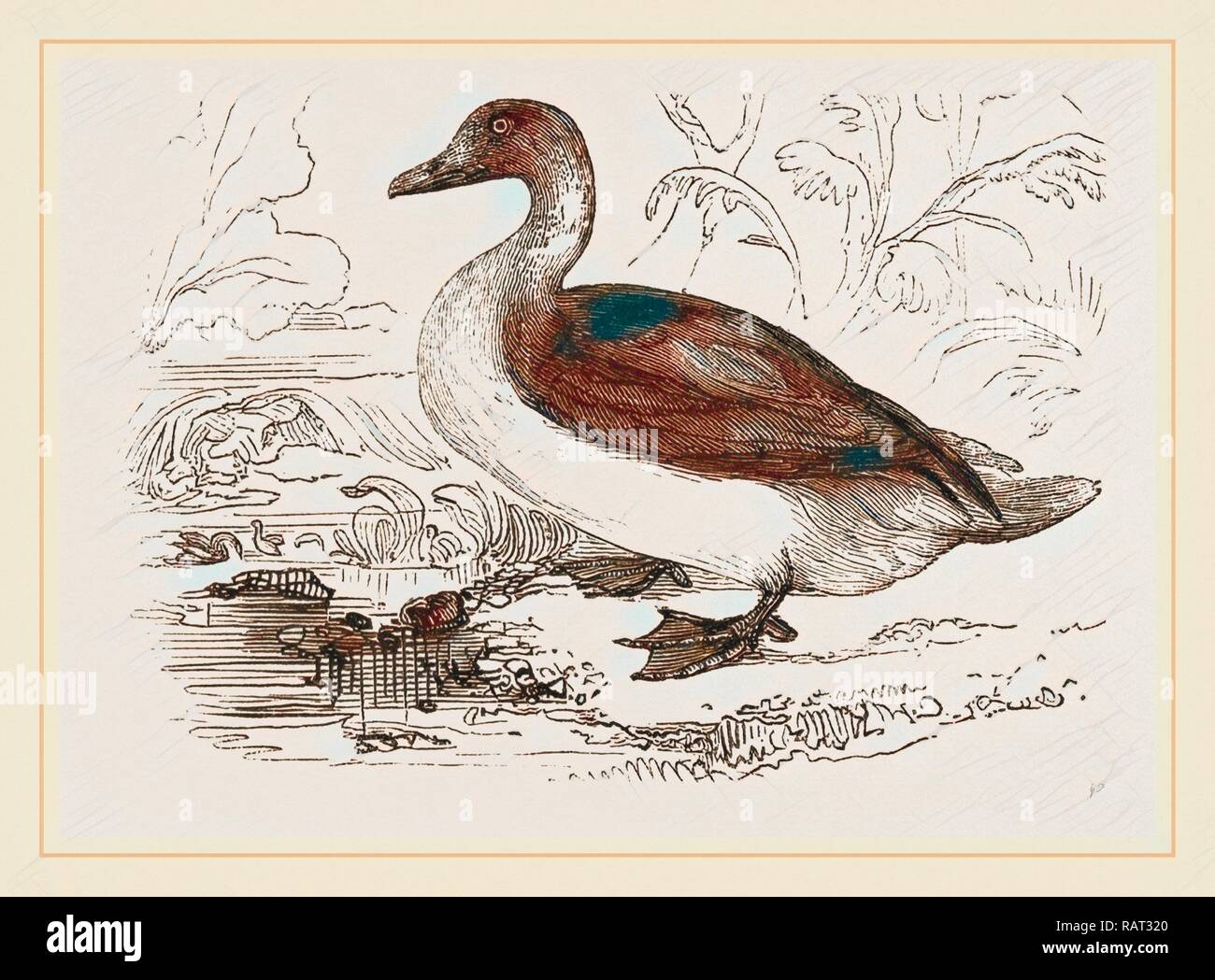 Long-tailed Duck Female. Reimagined by Gibon. Classic art with a modern ...