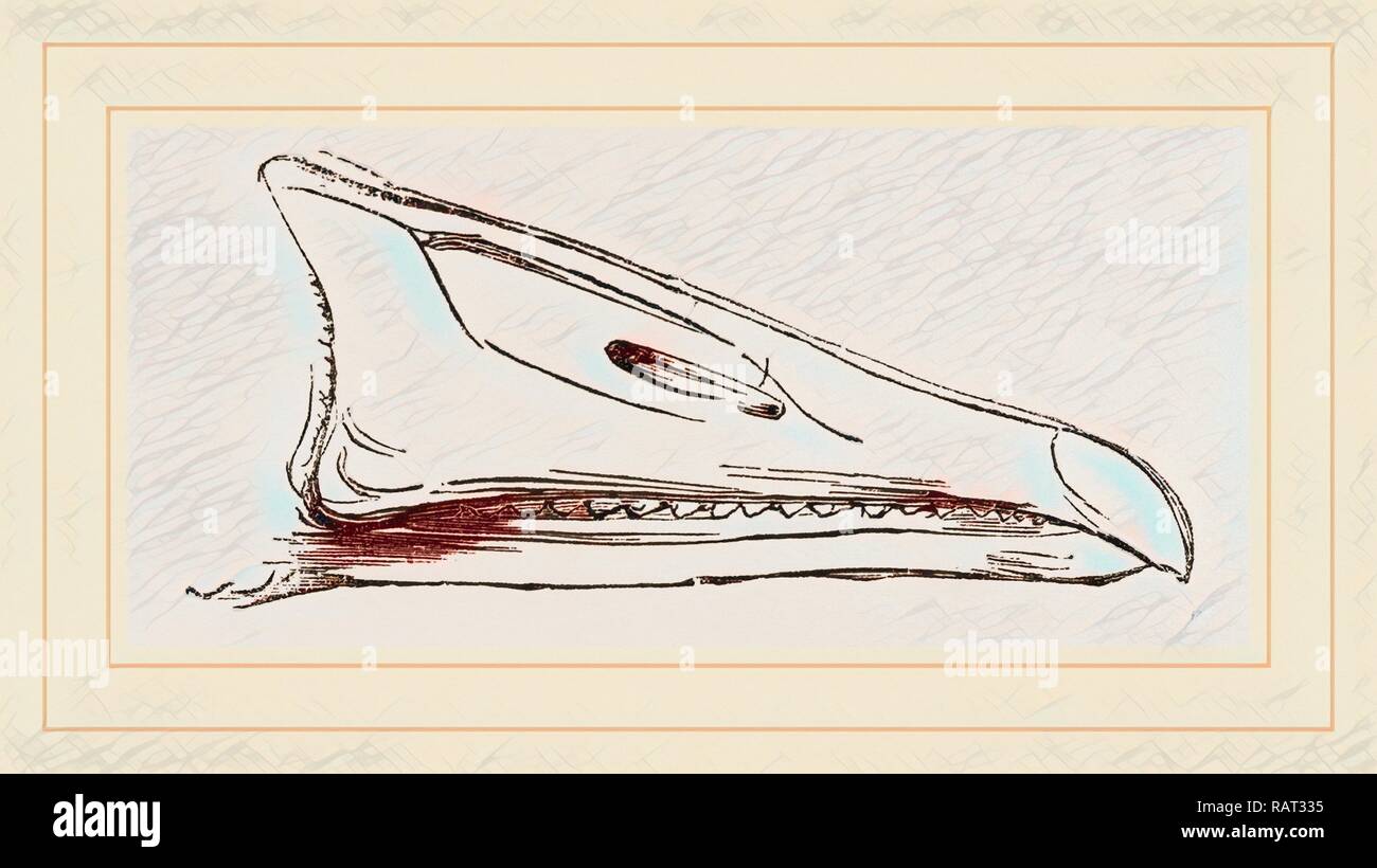 Bill of Grey-lag Goose. Reimagined by Gibon. Classic art with a modern ...