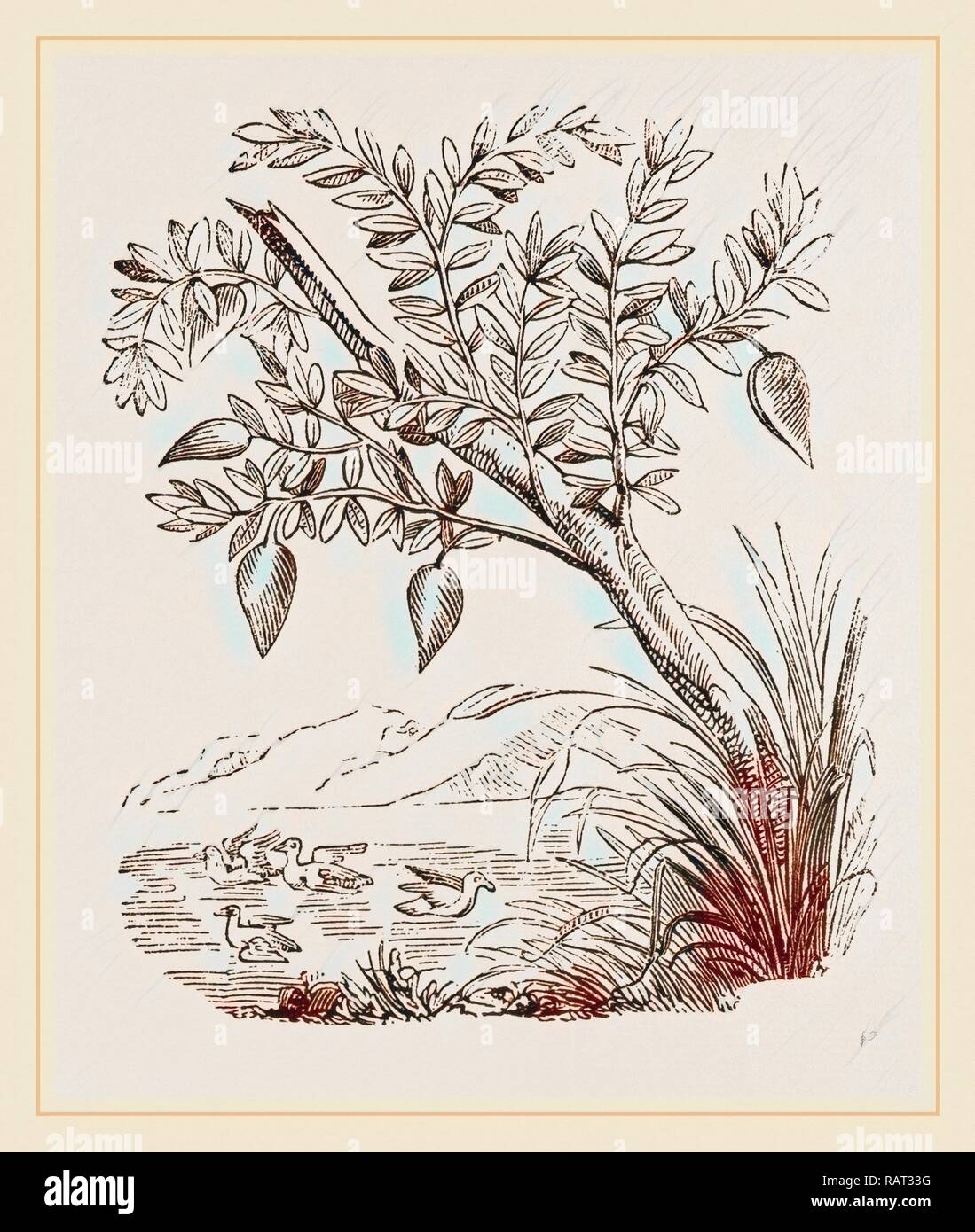 Bernicle Goose-tree. Reimagined by Gibon. Classic art with a modern ...