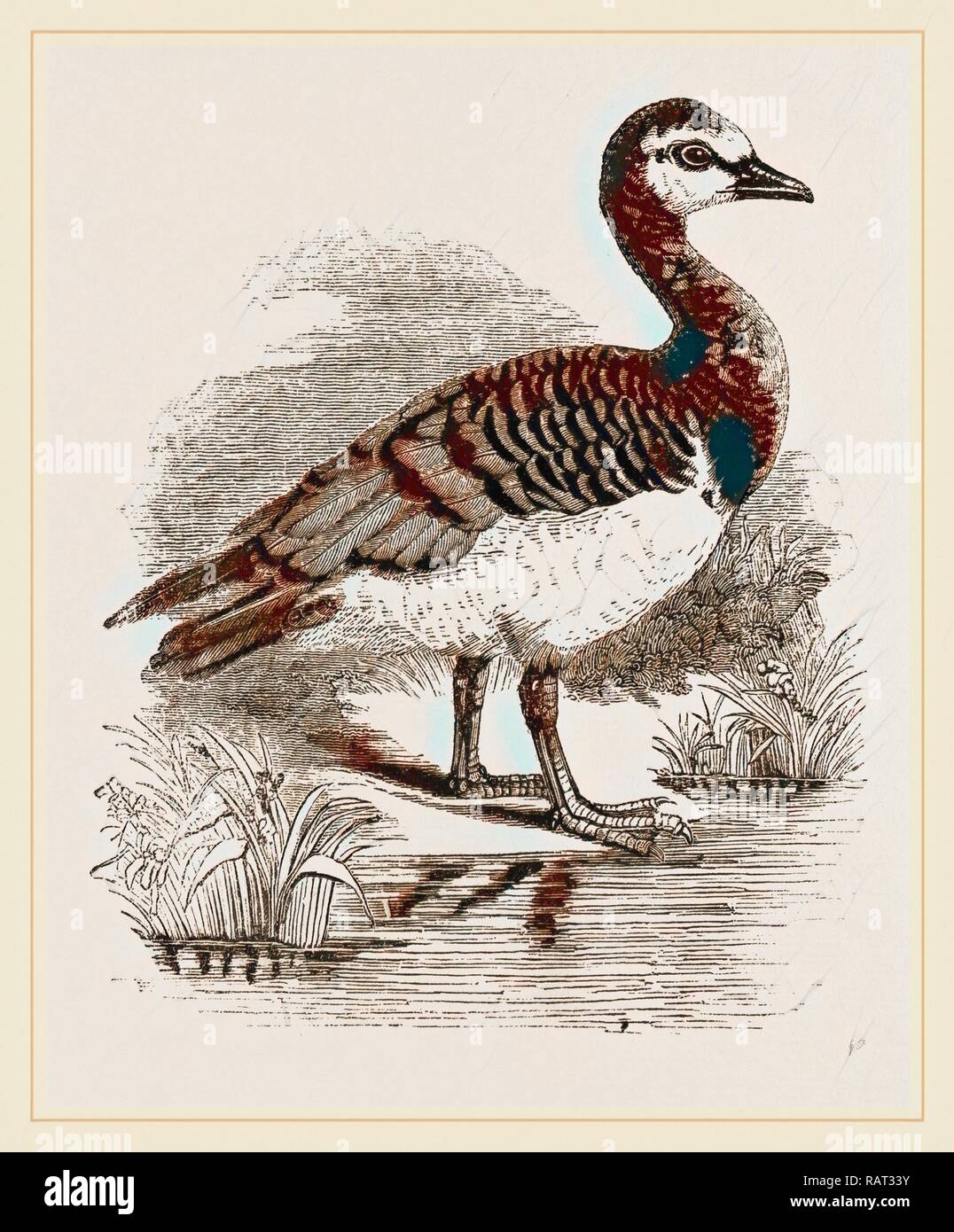 Bernicle Goose. Reimagined by Gibon. Classic art with a modern twist ...