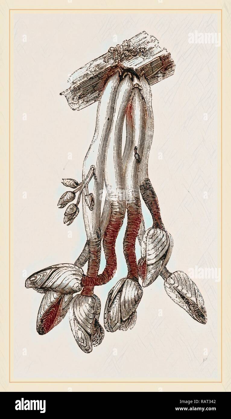 The Bernicle. Reimagined by Gibon. Classic art with a modern twist ...