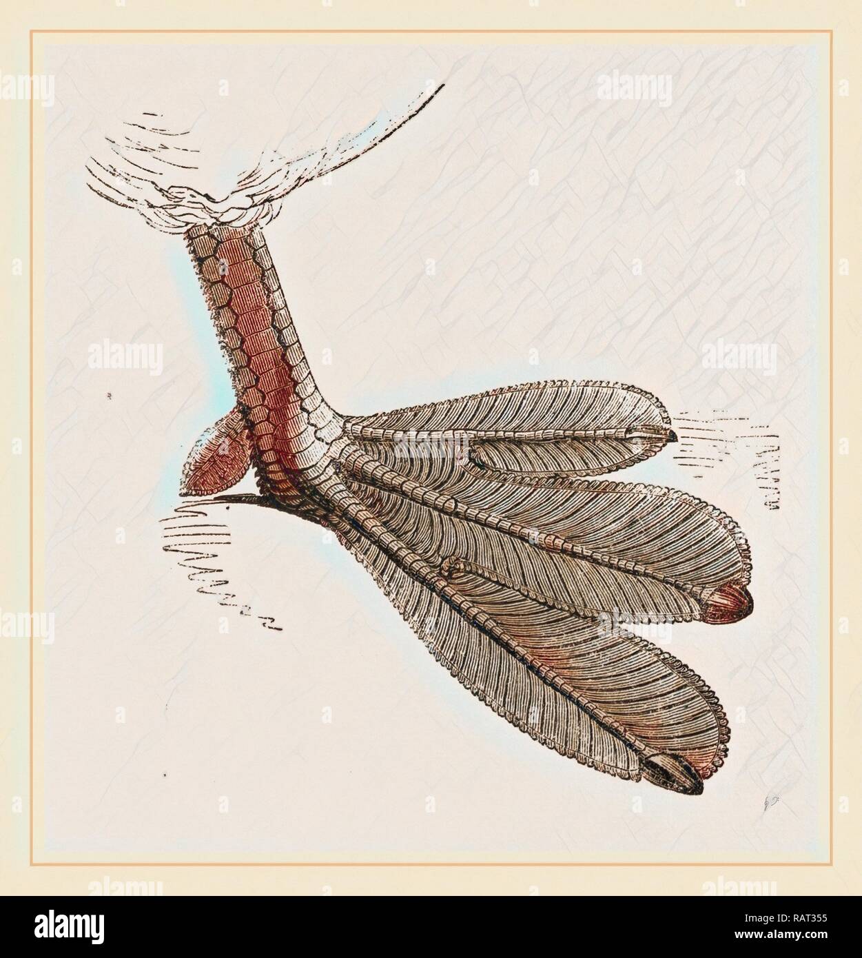 Foot of Grebe. Reimagined by Gibon. Classic art with a modern twist ...
