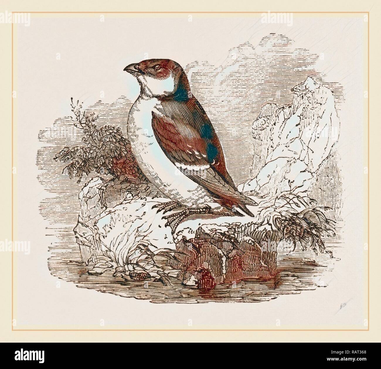 Little Auk. Reimagined by Gibon. Classic art with a modern twist ...