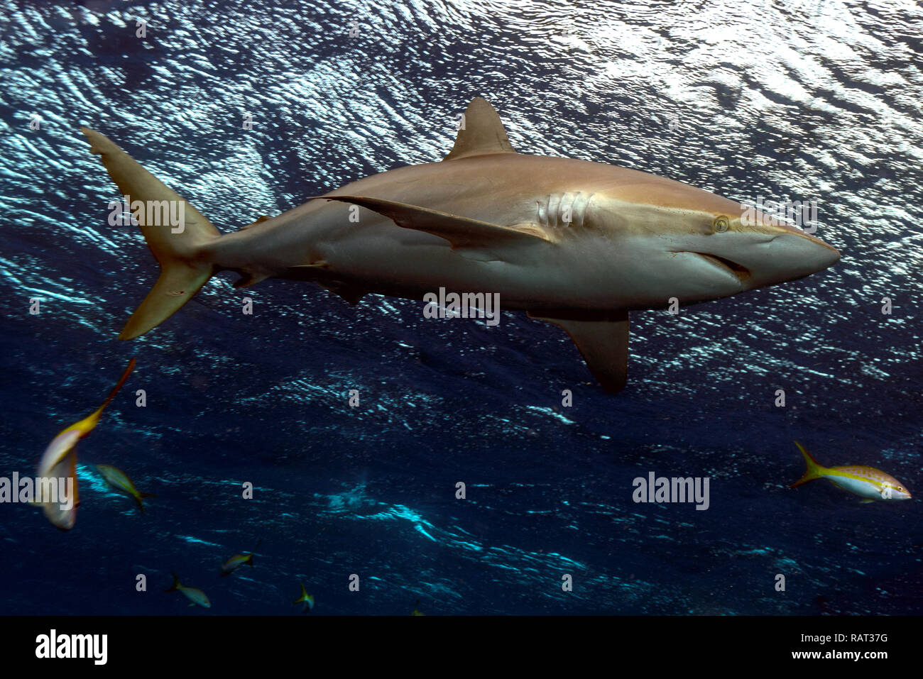 Carcharhinus falciformis hi-res stock photography and images - Alamy