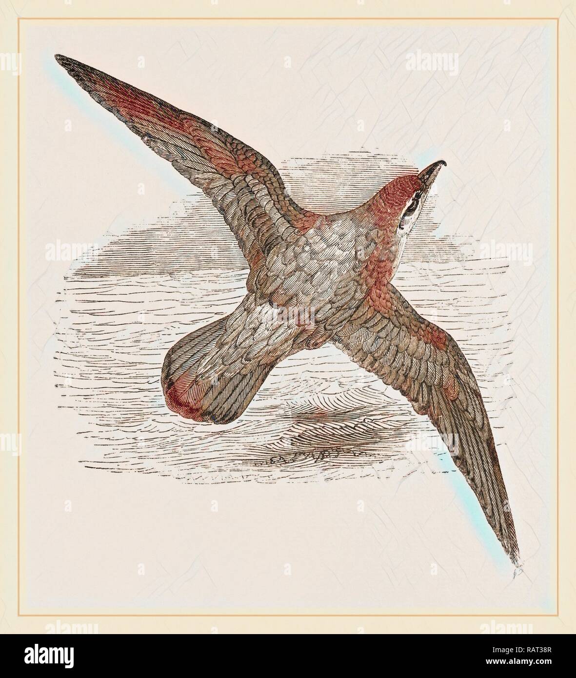 Blue Petrel. Reimagined by Gibon. Classic art with a modern twist ...