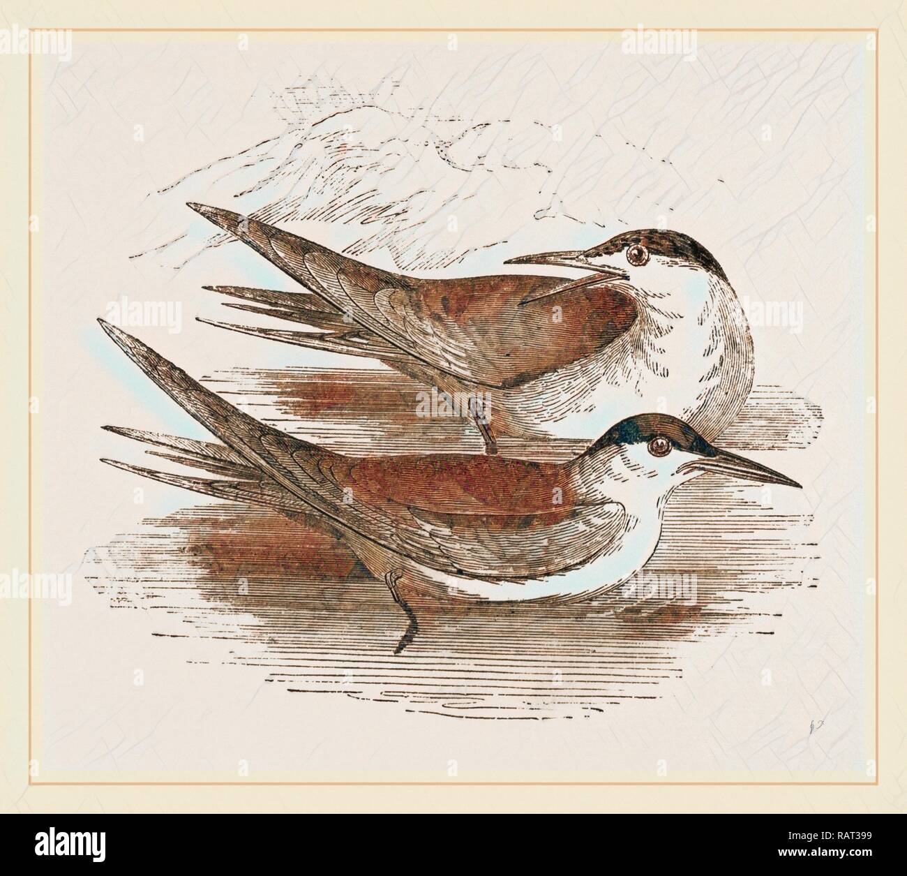 Common Terns. Reimagined by Gibon. Classic art with a modern twist ...