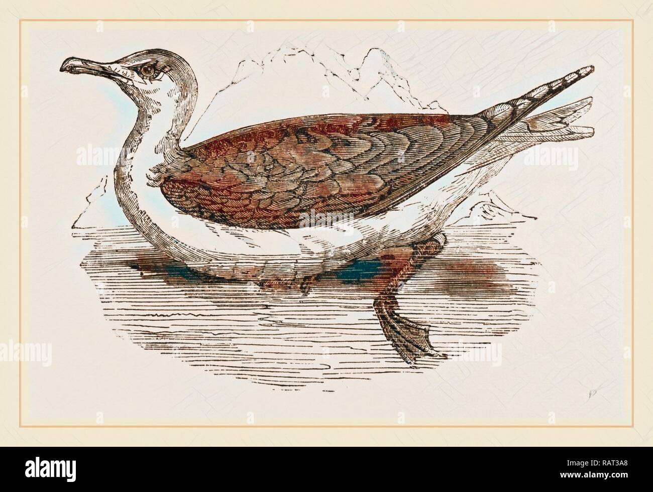 Great Black-backed Gull. Reimagined by Gibon. Classic art with a modern ...