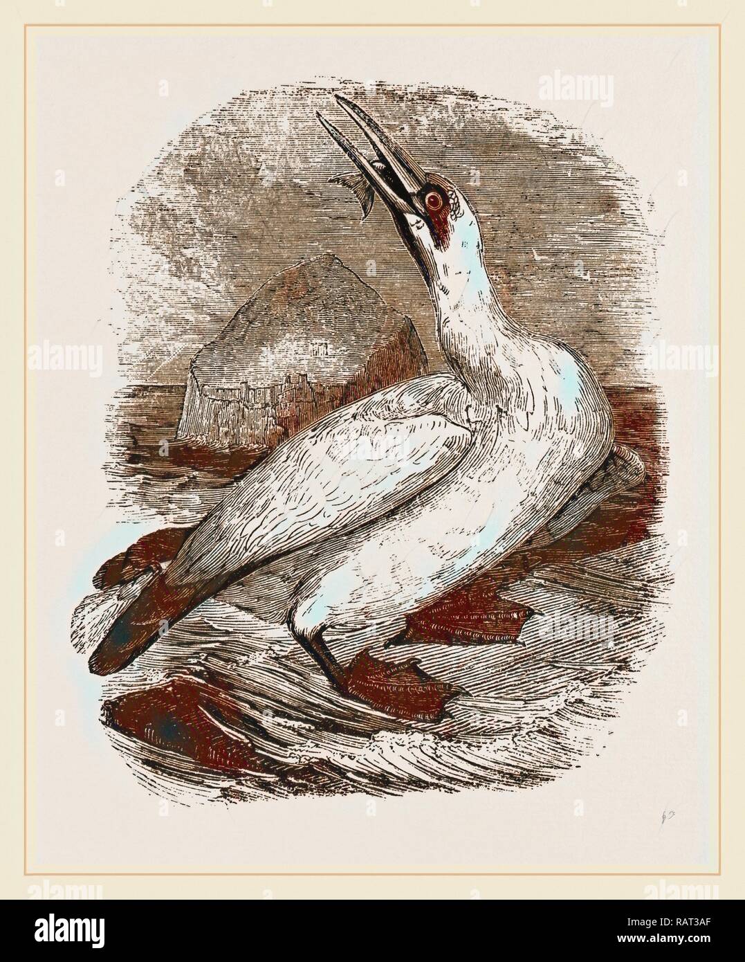 Gannet. Reimagined by Gibon. Classic art with a modern twist reimagined ...