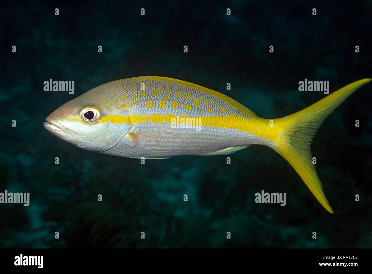 Yellowtail Snapper (Ocyurus chrysurus) at Jardines de la Reina, Cuba ...