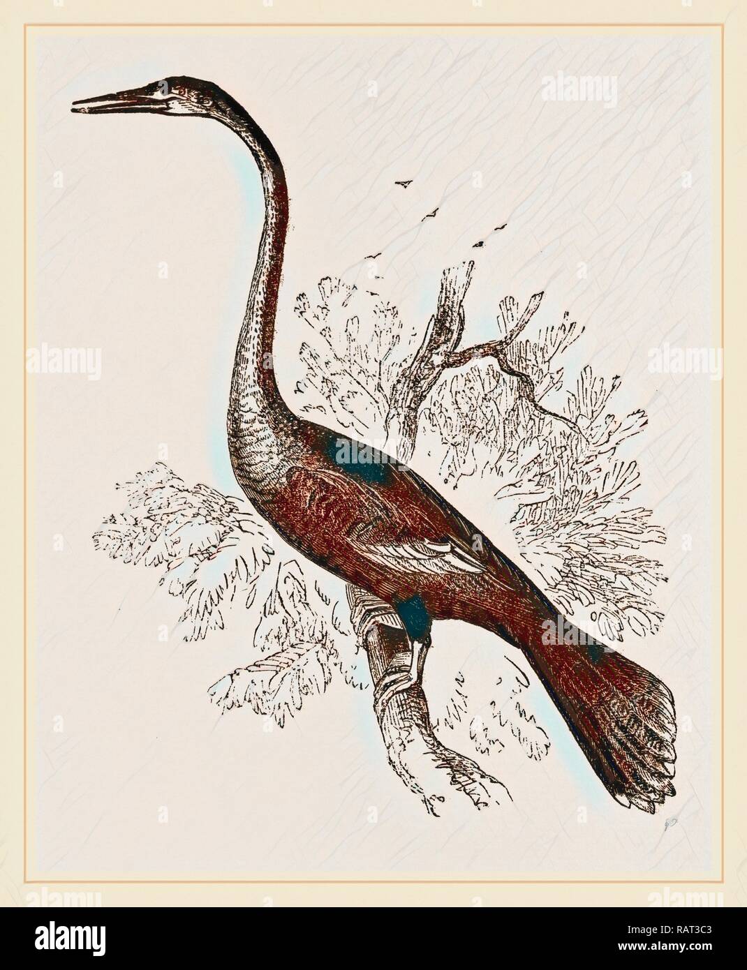 American Darter Female. Reimagined by Gibon. Classic art with a modern ...