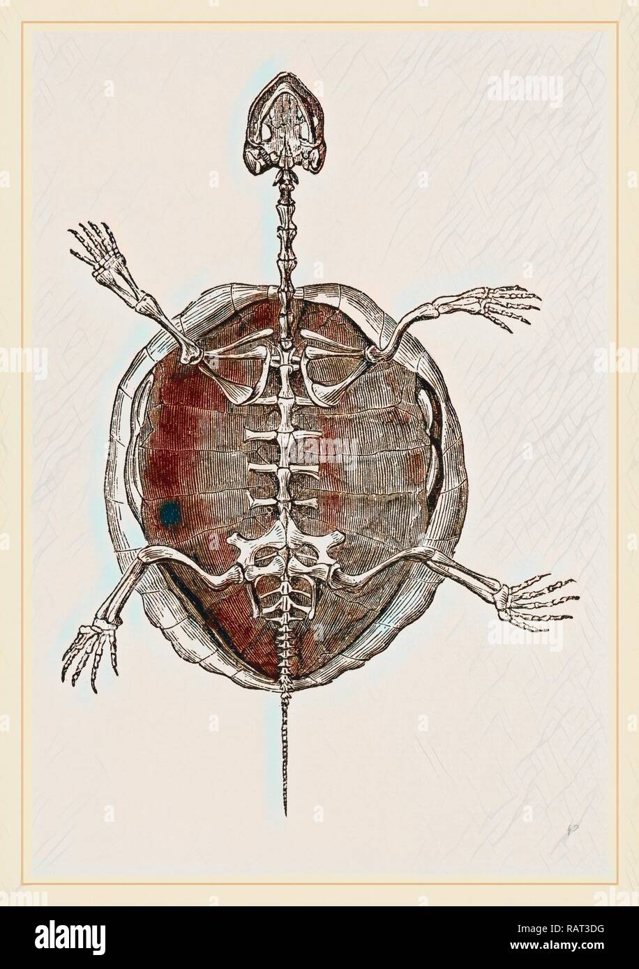 Skeleton of Marsh Tortoise. Reimagined by Gibon. Classic art with a ...