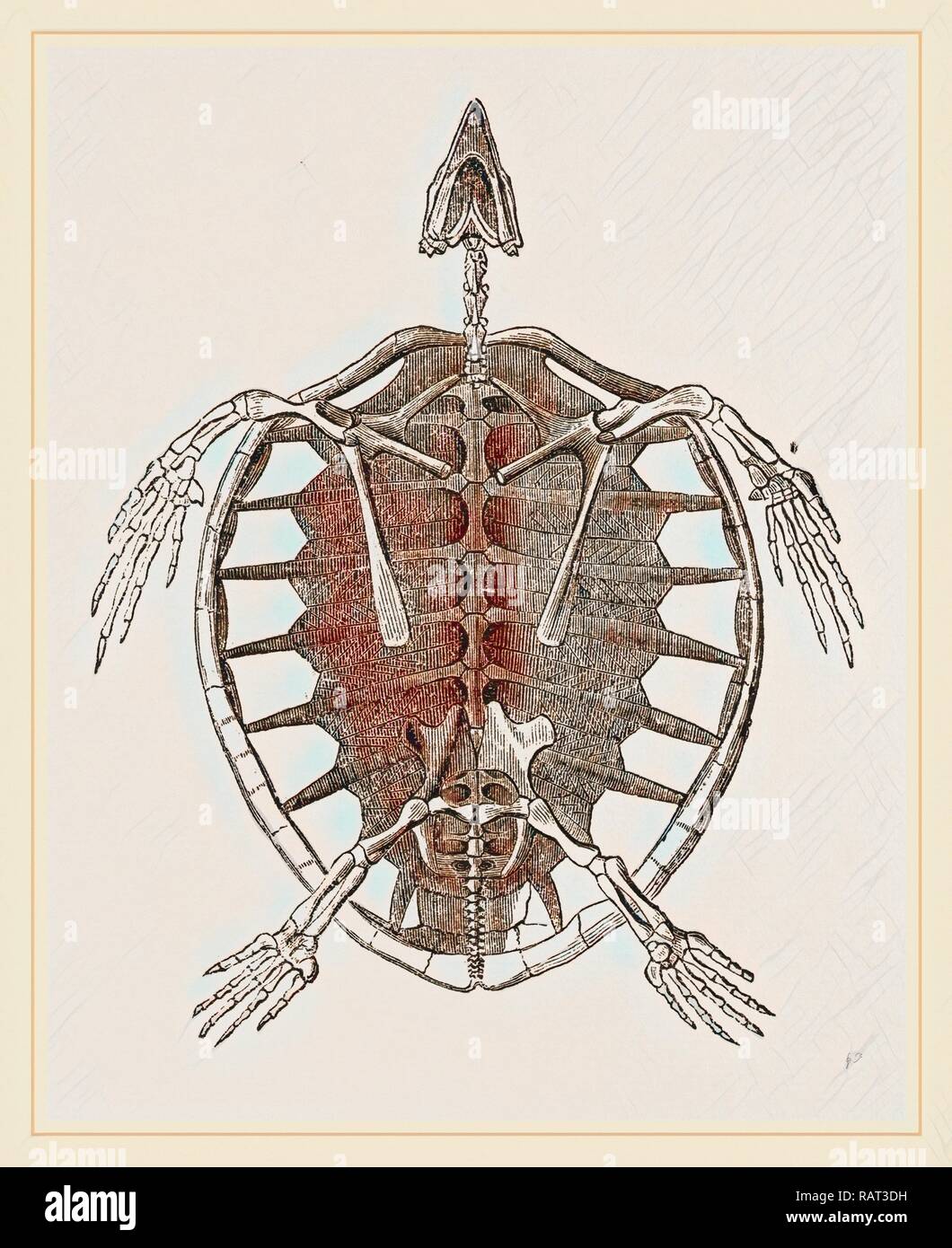 Turtle skeleton history hi-res stock photography and images - Alamy