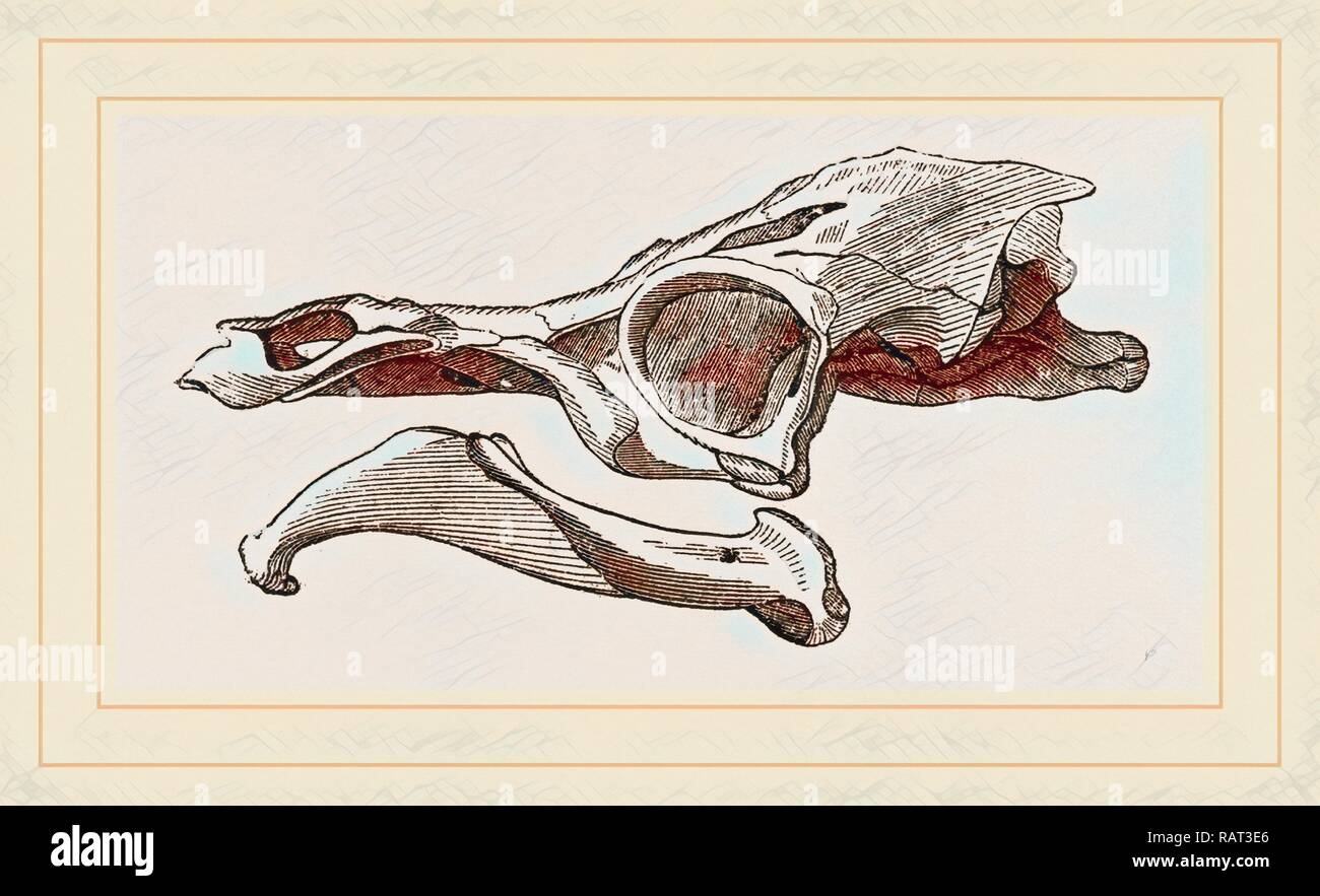 Skull of Matamata. Reimagined by Gibon. Classic art with a modern twist ...