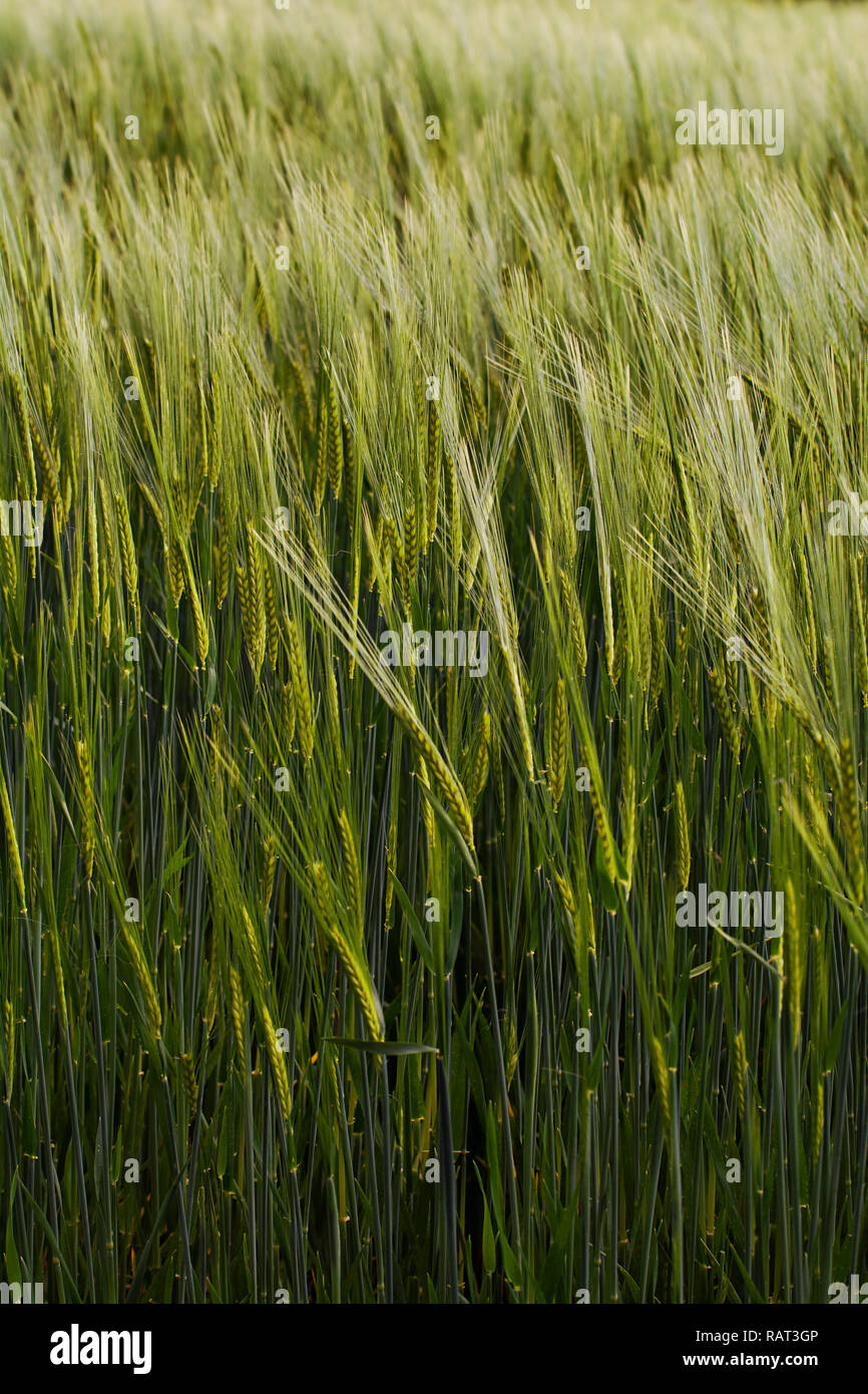Oat plant in barley hi-res stock photography and images - Alamy