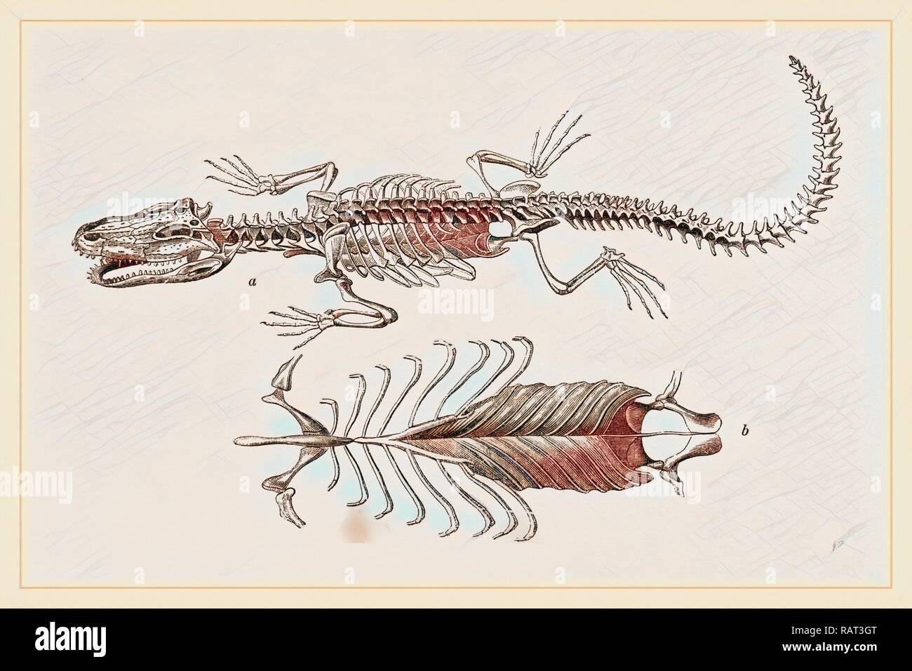 Skeleton and Sternum of Pike nosed Caiman or Alligator. Reimagined by ...
