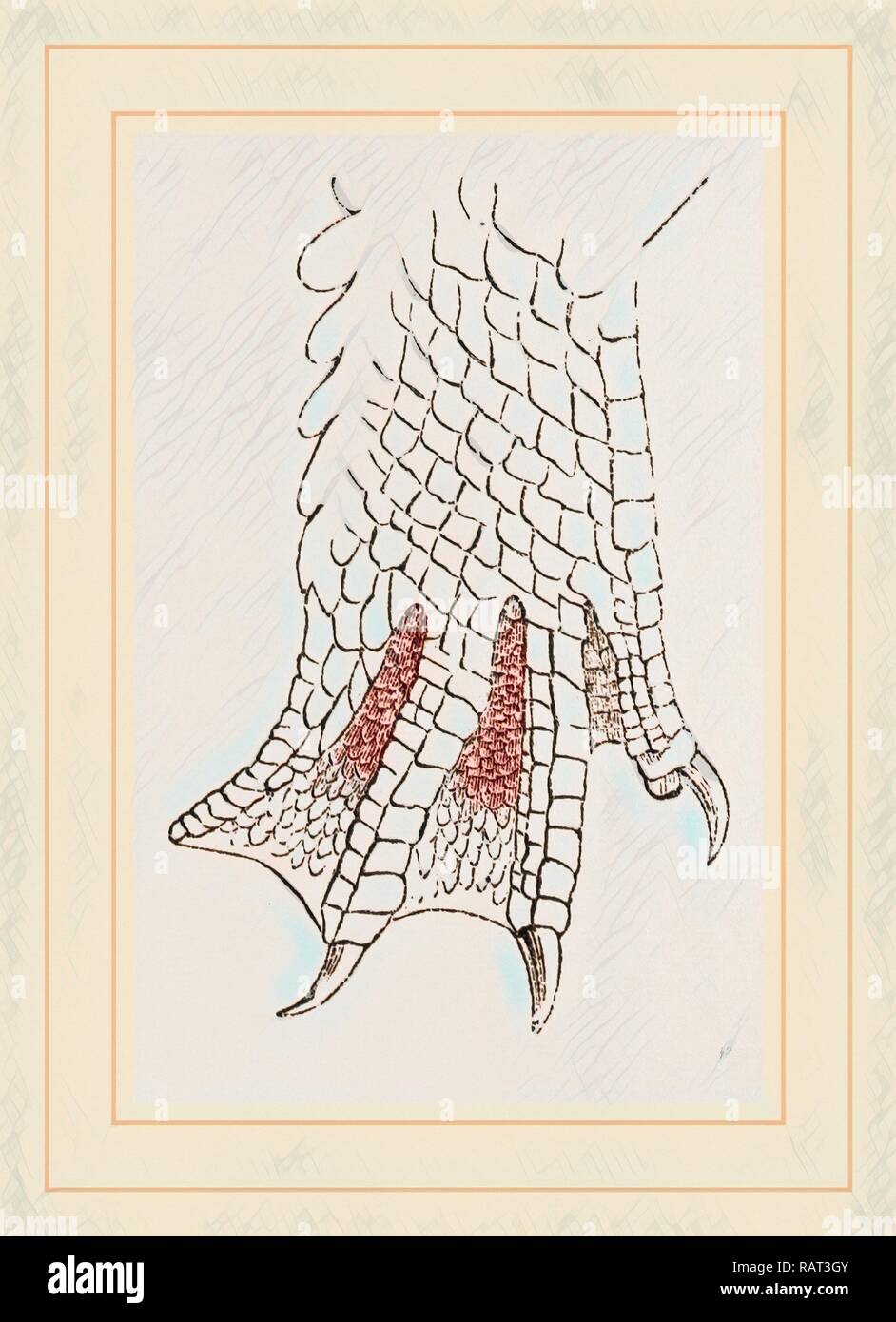 Hind-Leg of Crocodile. Reimagined by Gibon. Classic art with a modern ...
