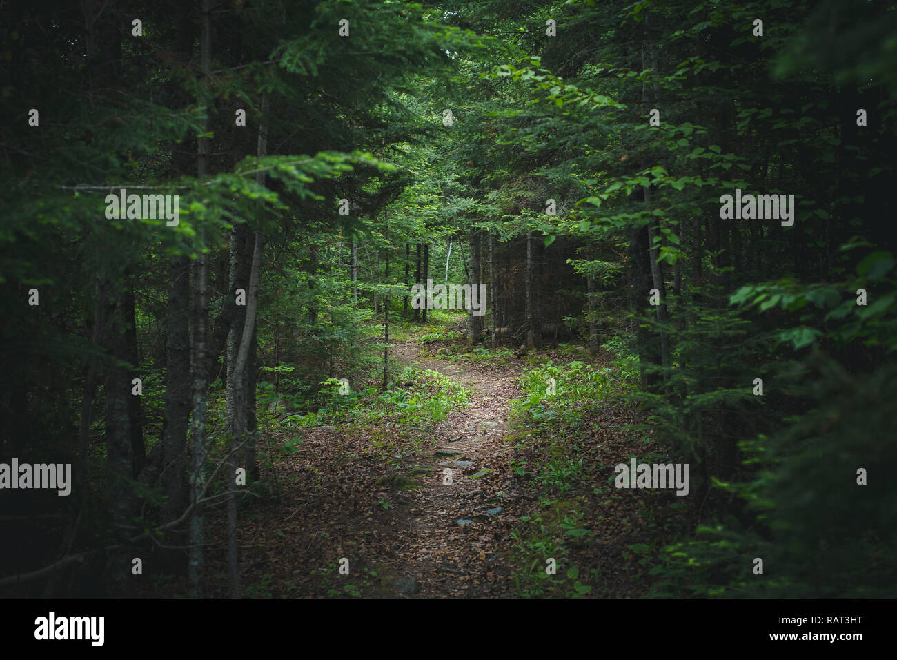 Hidden pathway hi-res stock photography and images - Alamy