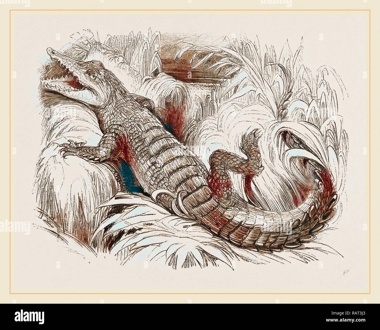 Common Crocodile. Reimagined by Gibon. Classic art with a modern twist ...