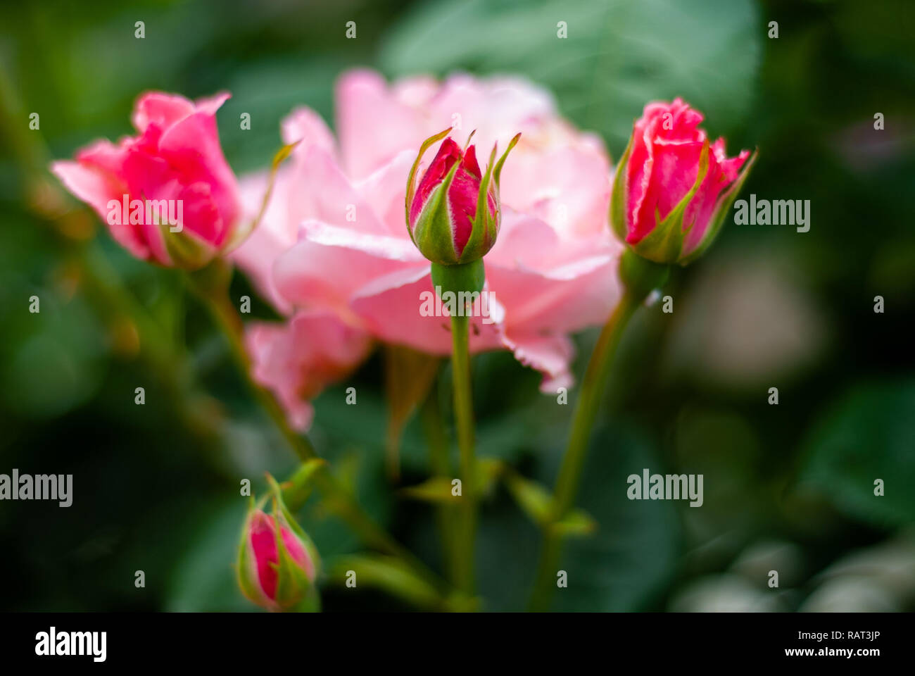 Fully bloomed garden hi-res stock photography and images - Alamy