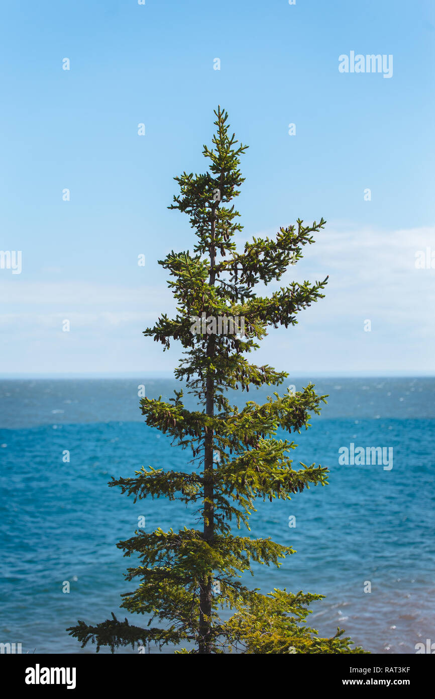 Strong tree hi-res stock photography and images - Alamy