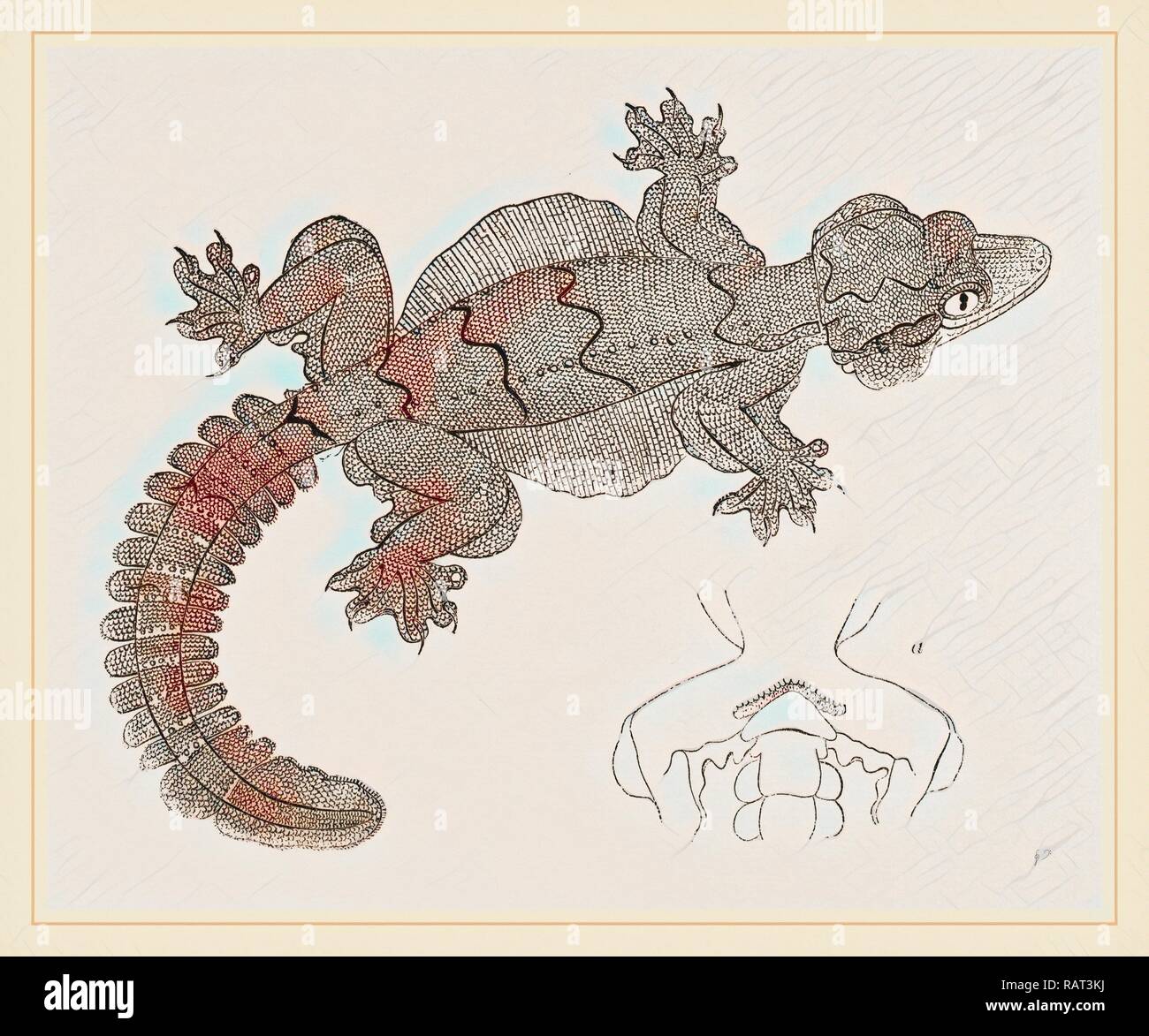 Smooth-headed Gecko. Reimagined by Gibon. Classic art with a modern ...
