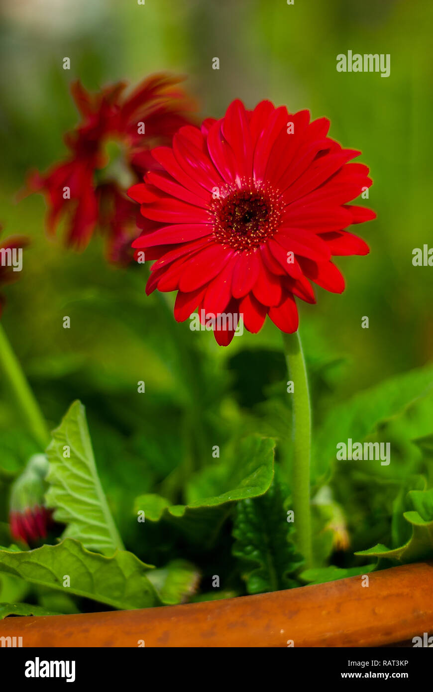 Flower for profile picture hi-res stock photography and images - Alamy