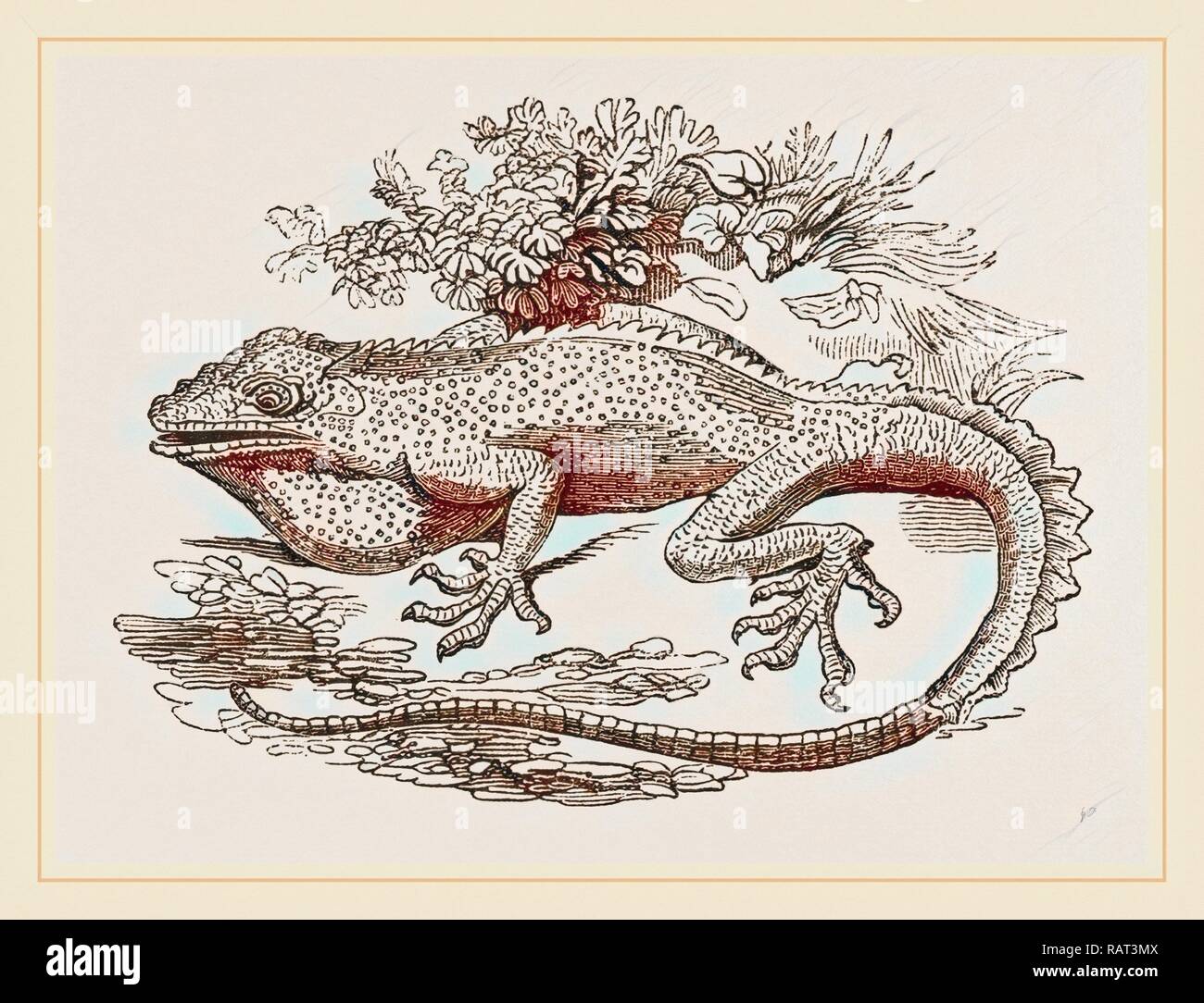 Great Crested Anolis. Reimagined by Gibon. Classic art with a modern ...