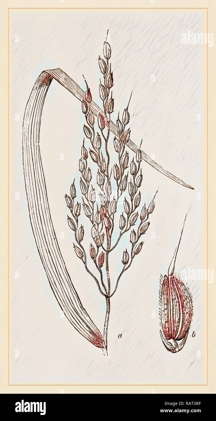 Panicle of the Rice-plant. Reimagined by Gibon. Classic art with a ...