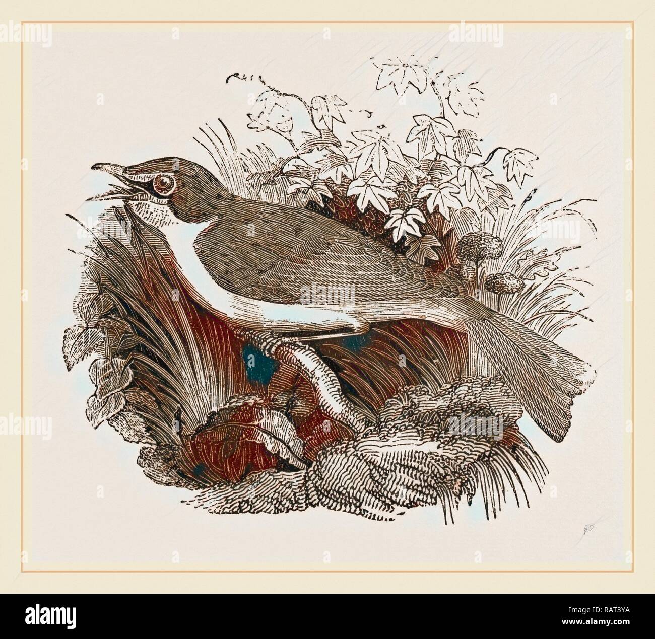 Mocking-Bird. Reimagined by Gibon. Classic art with a modern twist ...
