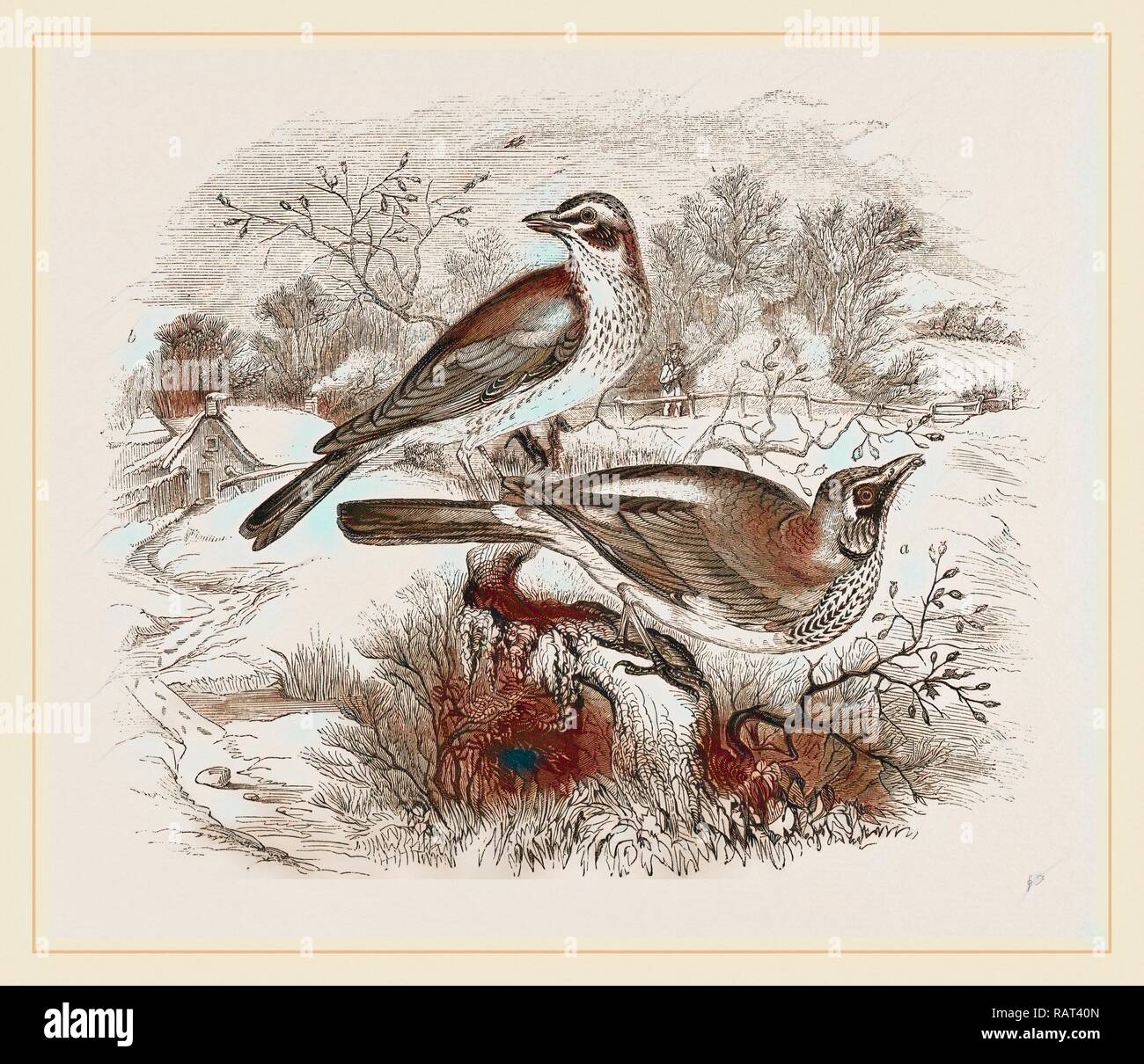 Fieldfare, Redwing. Reimagined by Gibon. Classic art with a modern ...