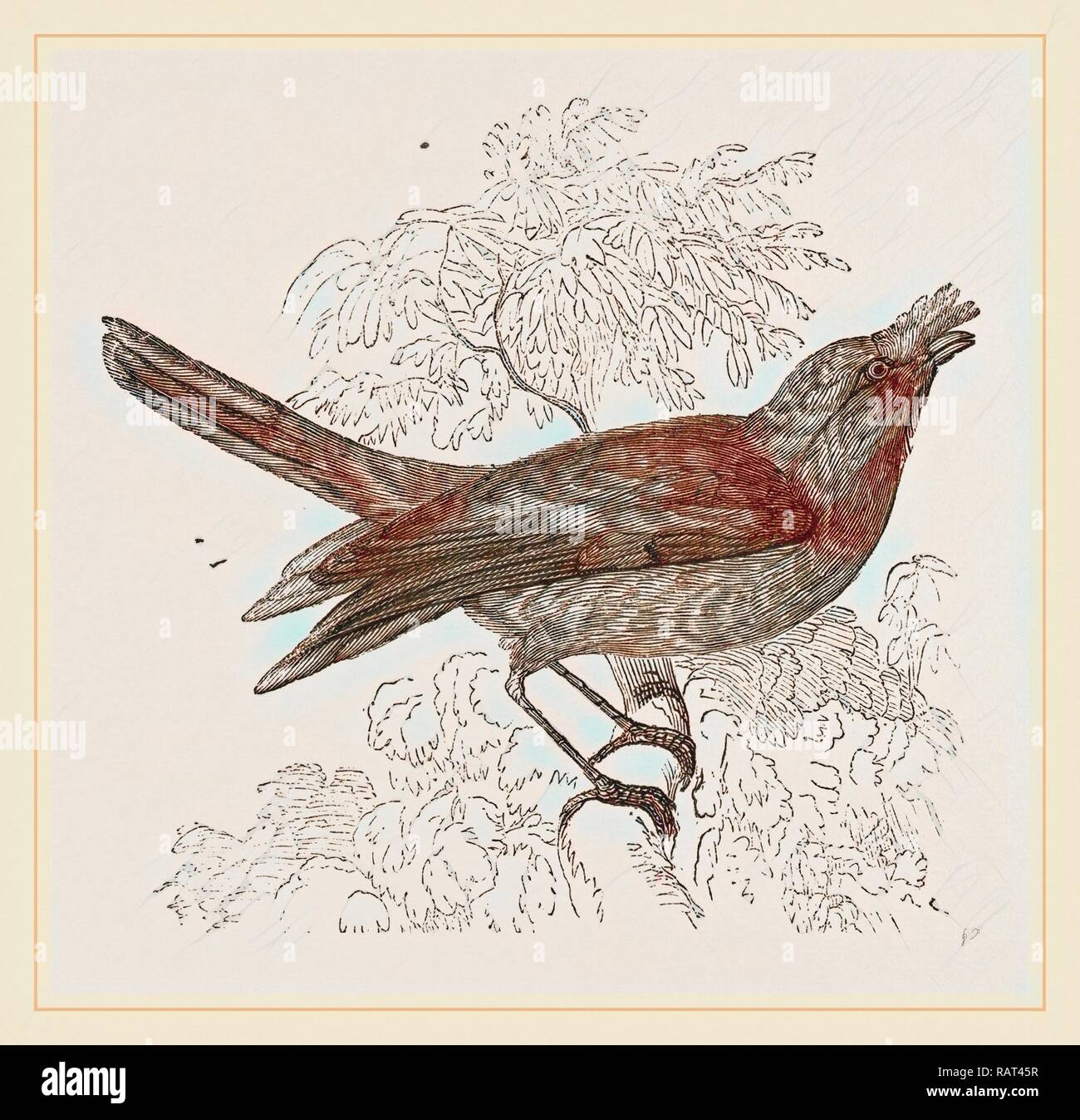 Galeated Manakin. Reimagined by Gibon. Classic art with a modern twist ...