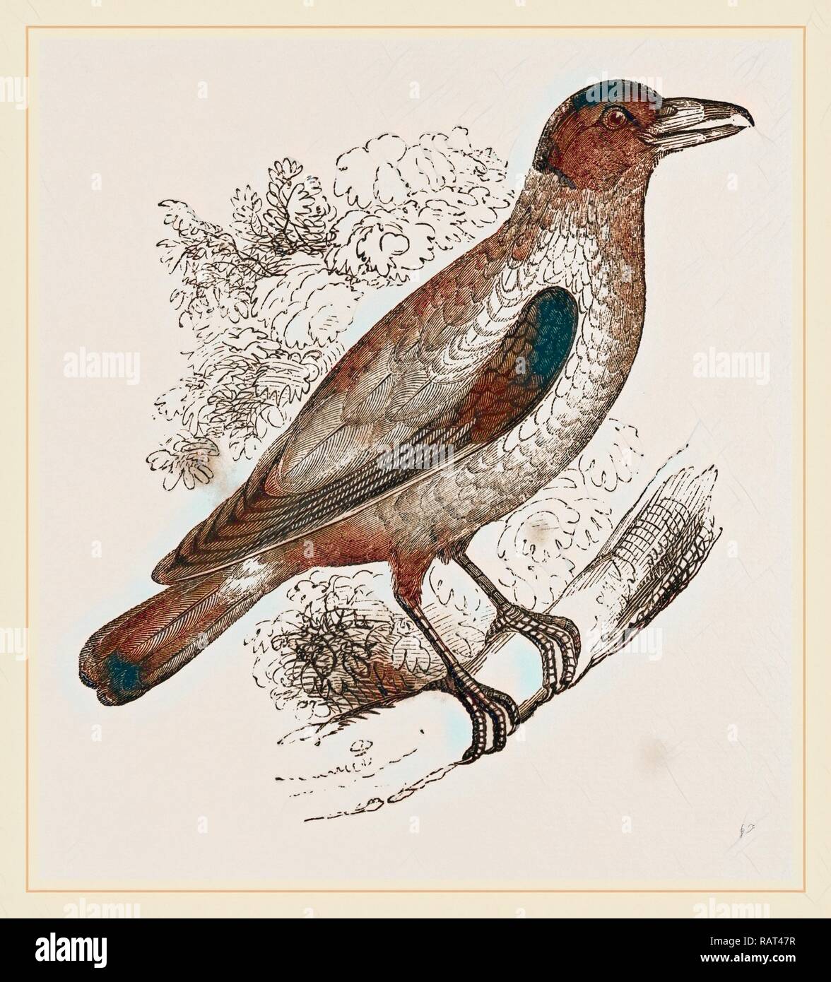 Cayenne Shrike. Reimagined by Gibon. Classic art with a modern twist ...