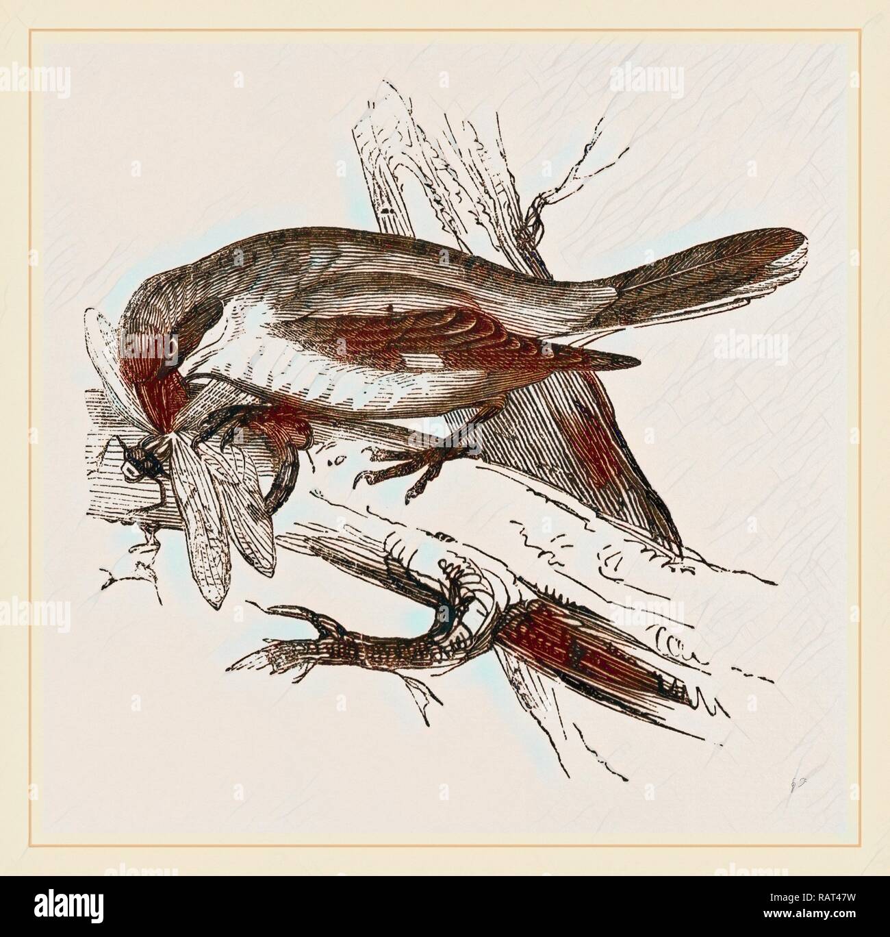 Butcher-bird. Reimagined by Gibon. Classic art with a modern twist ...